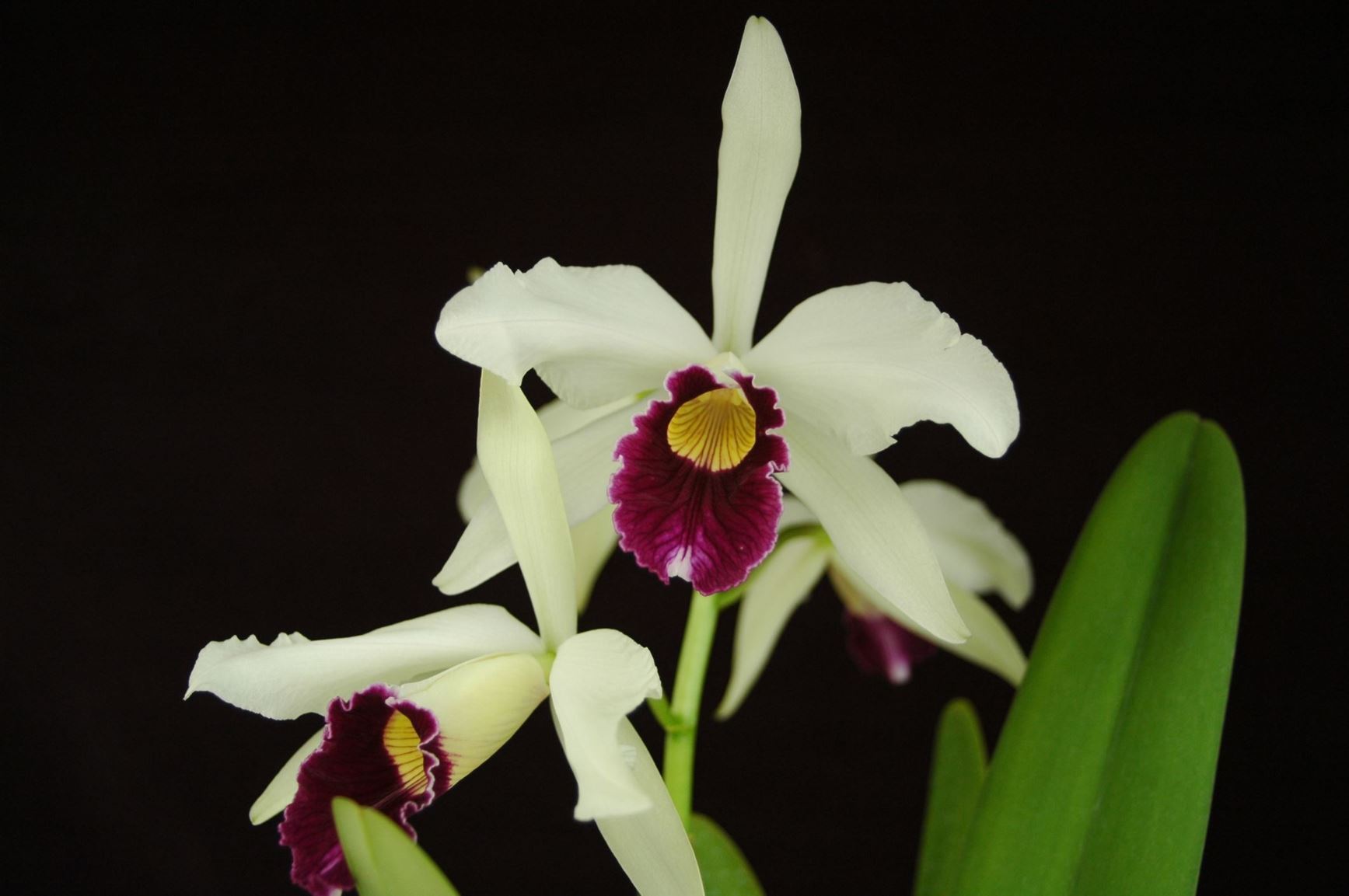 Cattleya purpurata var. aço 'Batata roxa' - The Purple Marked Cattleya ...