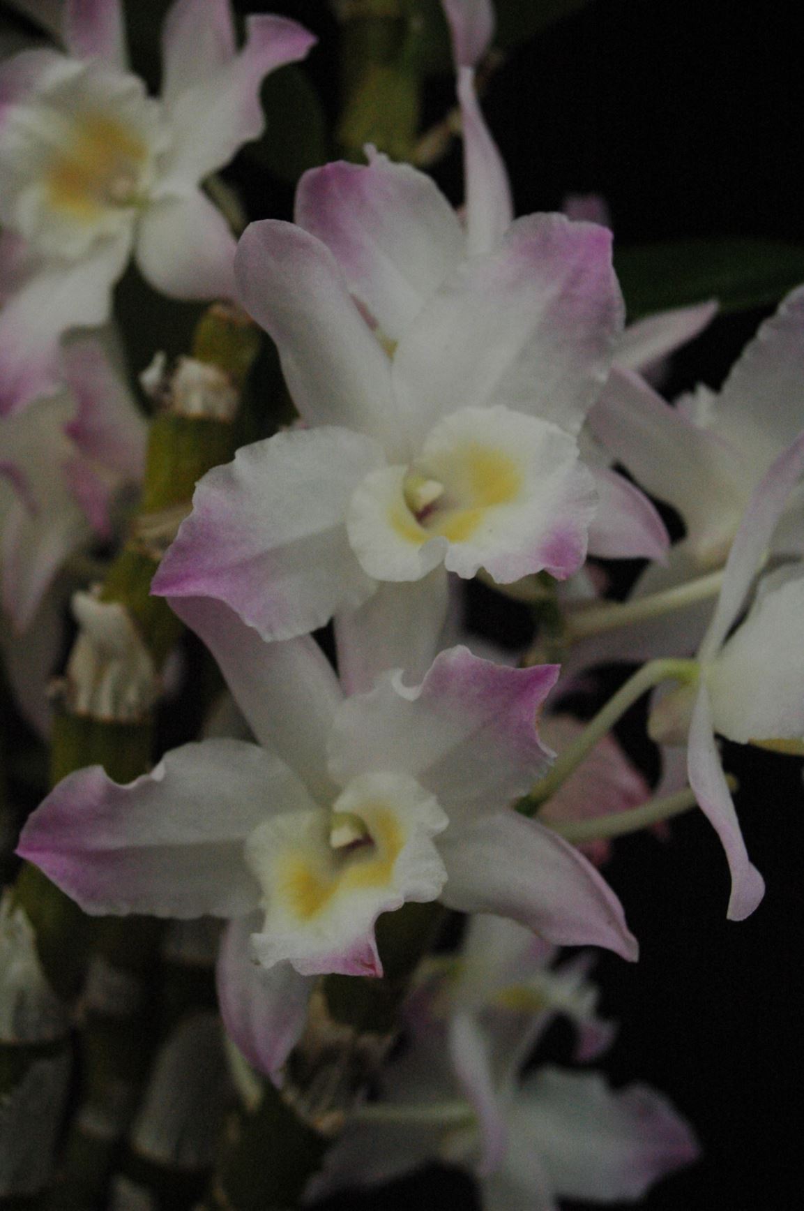 Dendrobium Fancy Angel 'Lycee' - Dendrobium clonal hybrid | Smithsonian ...