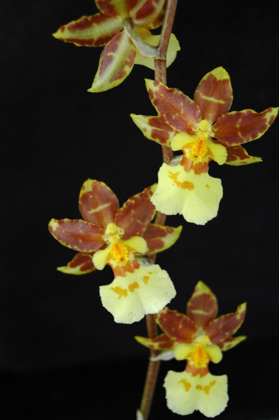 Oncidium Golden Afternoon - Oncidium hybrid | Smithsonian Gardens