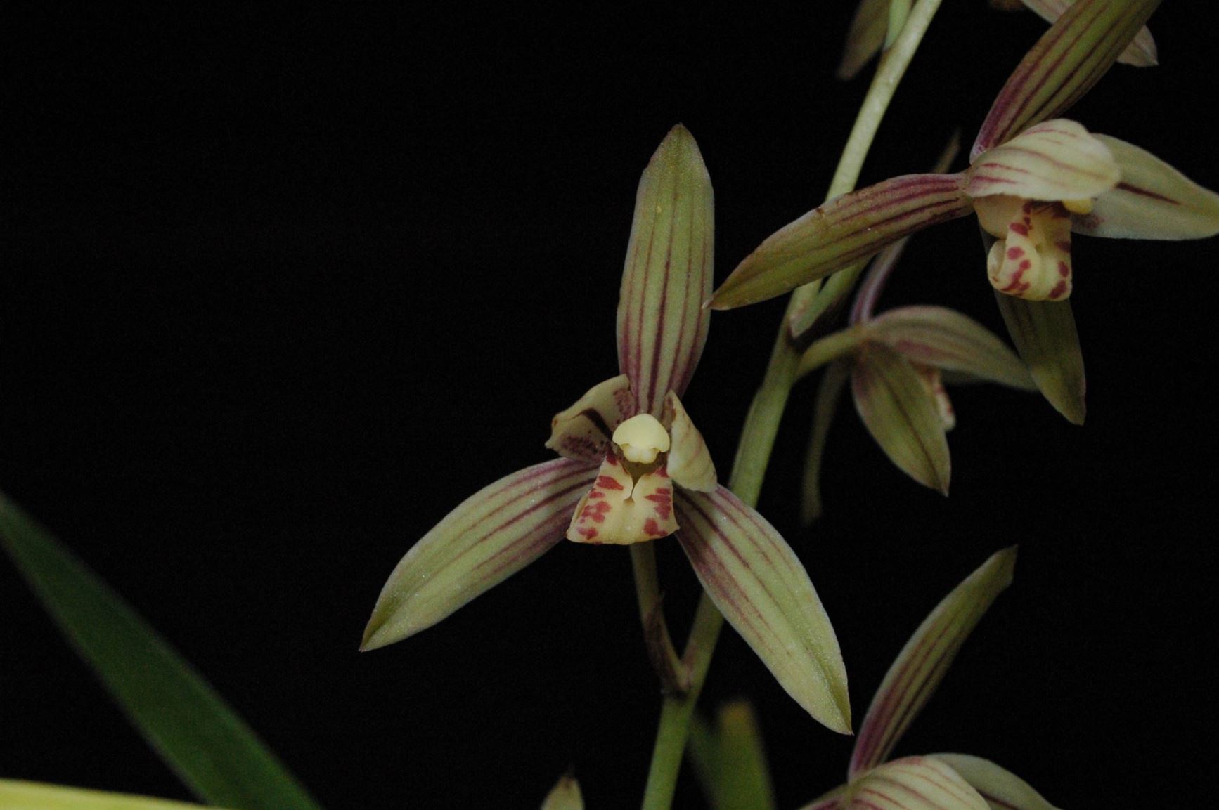 Cymbidium ensifolium 'Huang Long Guan' - Cymbidium with the Sword ...