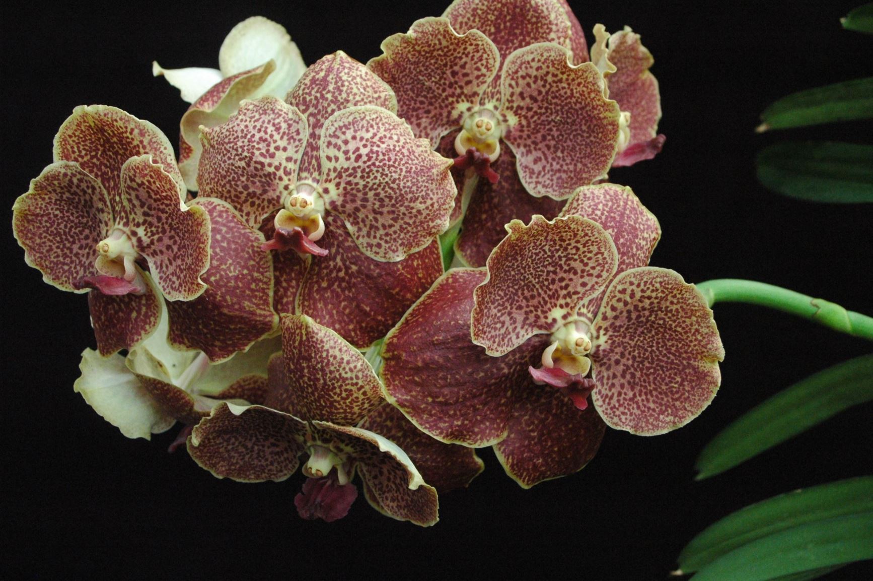Vanda Fantastic Fanfare - Vanda hybrid | Smithsonian Gardens