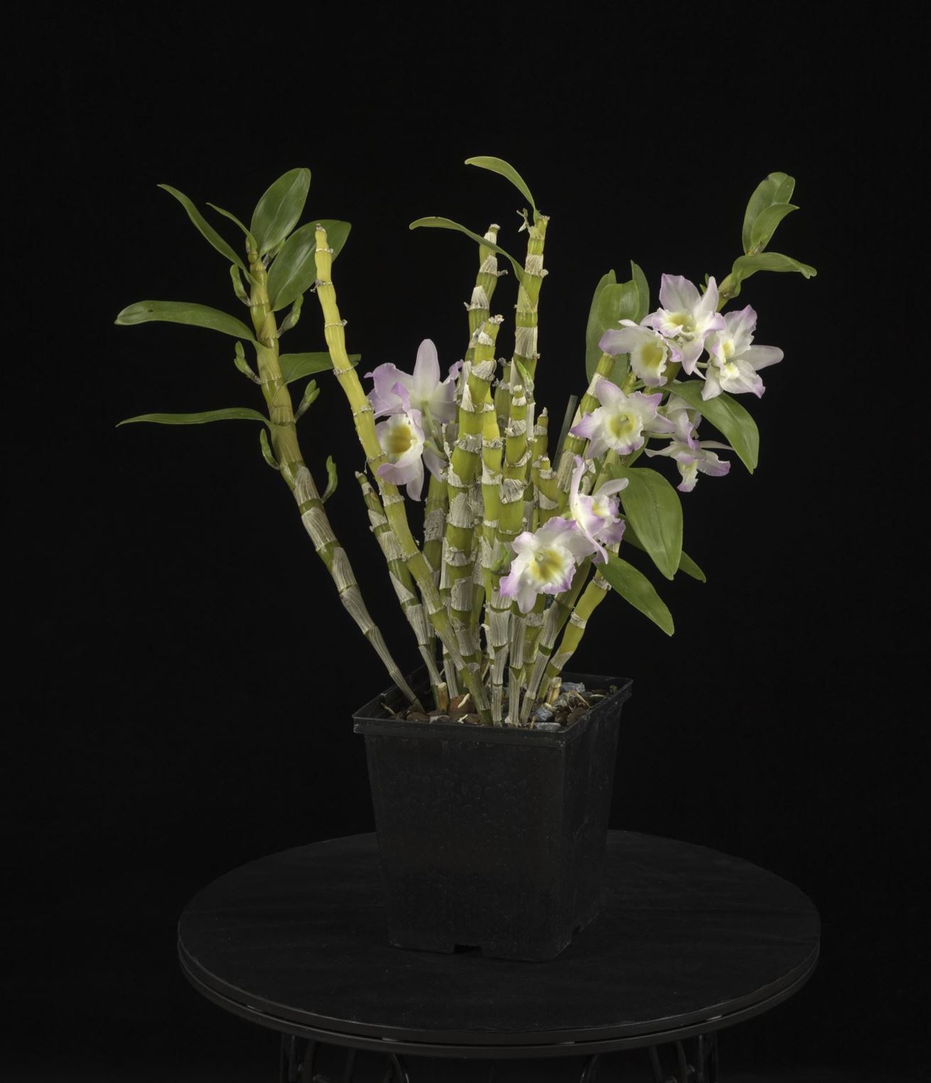 Dendrobium Fancy Angel 'Lycee' - Dendrobium clonal hybrid | Smithsonian ...