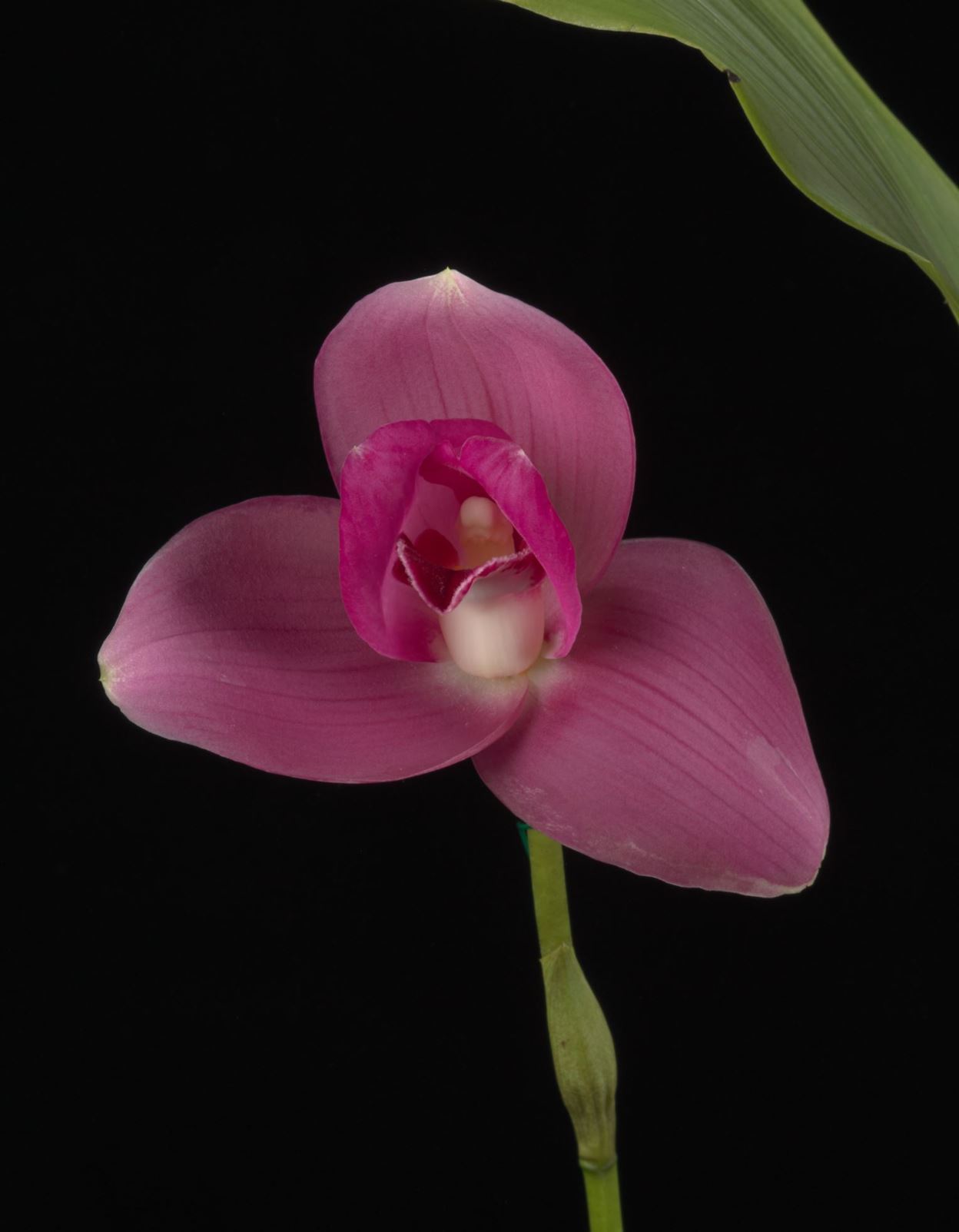 Lycaste Abou First Spring 'Will' - Lycaste clonal hybrid | Smithsonian ...