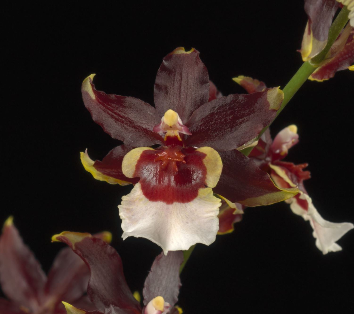 Oncidium Volcano Hula Halau 'Volcano Splendor' - Oncidium clonal hybrid ...