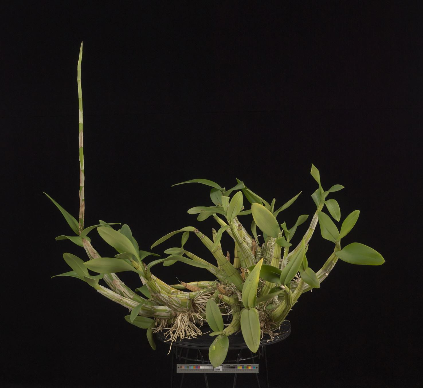 Myrmecophila tibicinis - Ant-Loving Piper, Flute Player's Schomburgkia ...