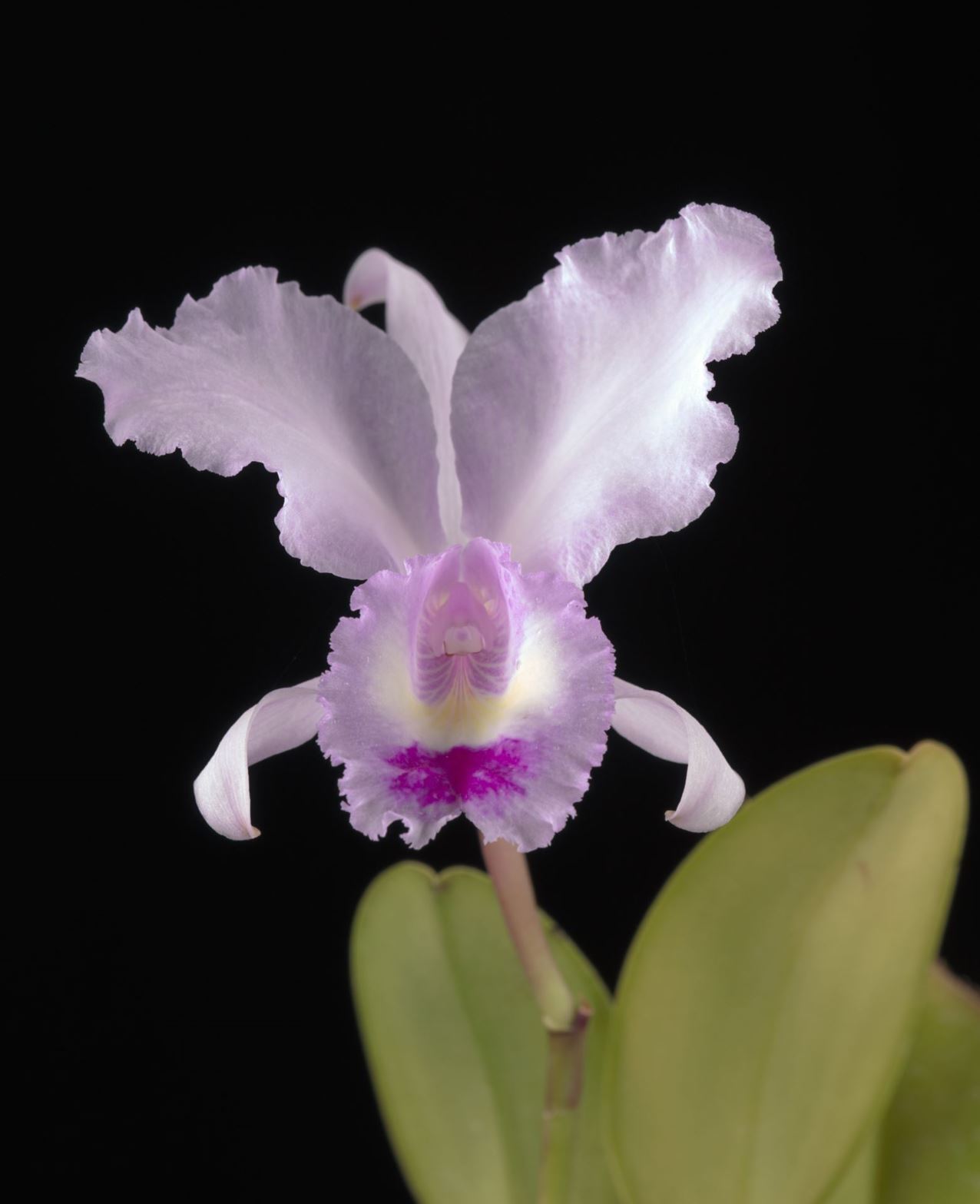 Cattleya trianae - Flor de Mayo, Christmas Orchid, Dr. Triana's ...