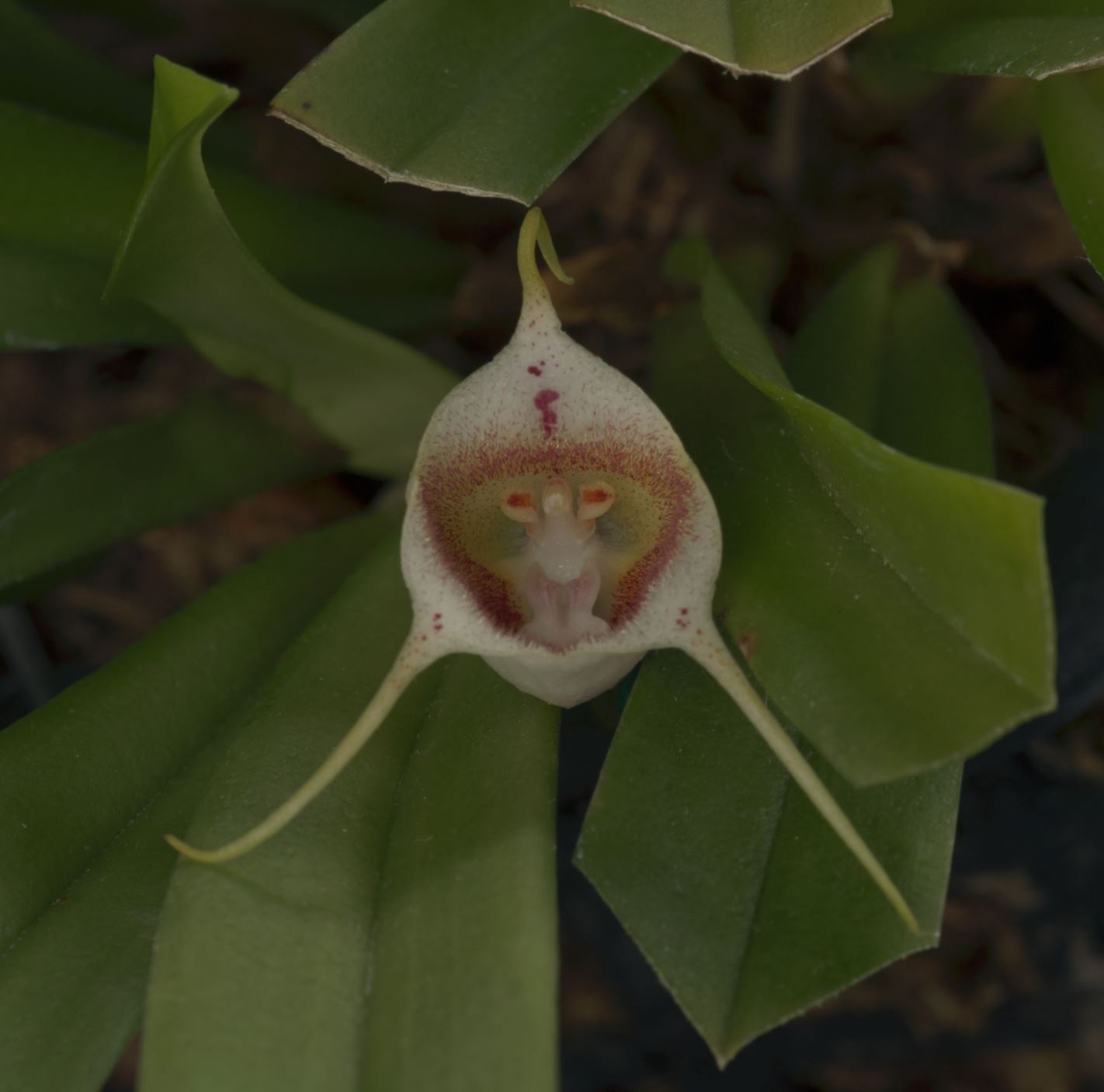 Dracula inaequalis - The Unequaled Dracula | Smithsonian Gardens