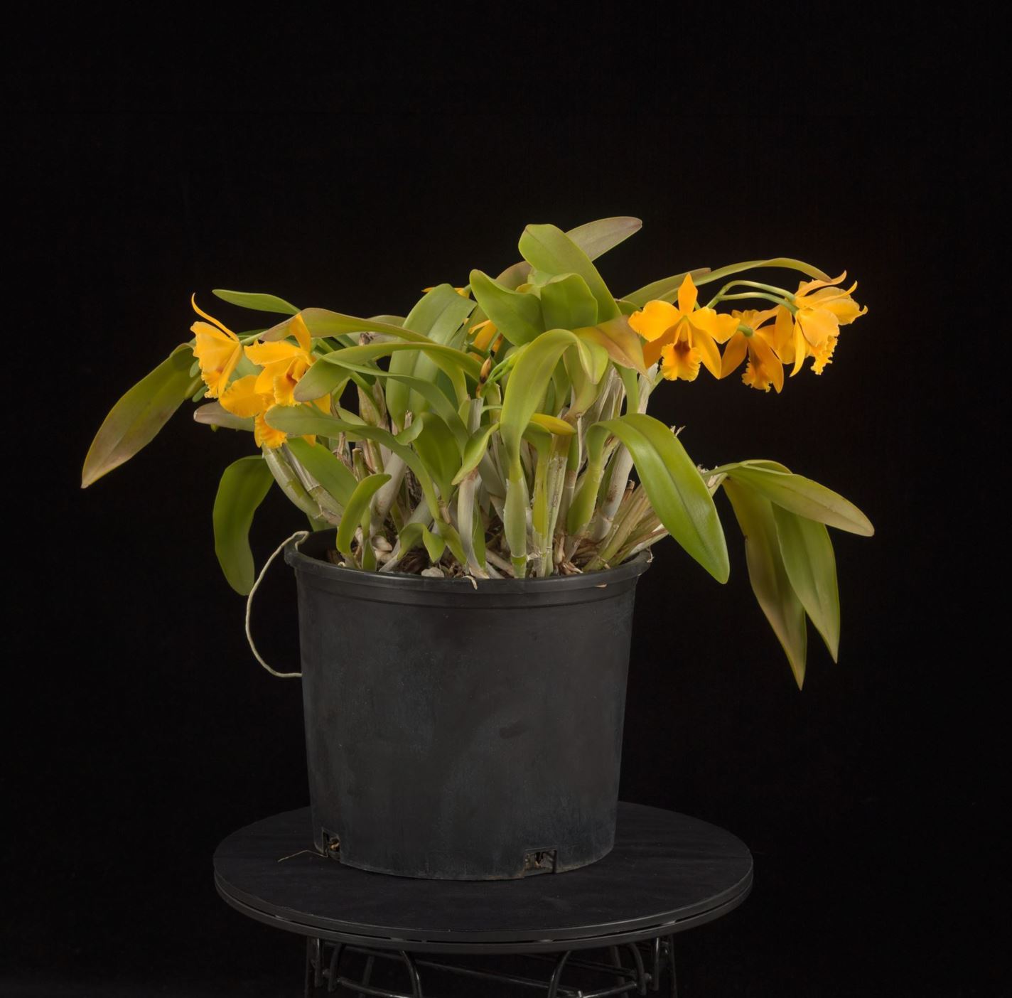 × Rhyncattleanthe Yellow Buttons 'Kiss of Red' - Rhyncattleanthe clonal ...