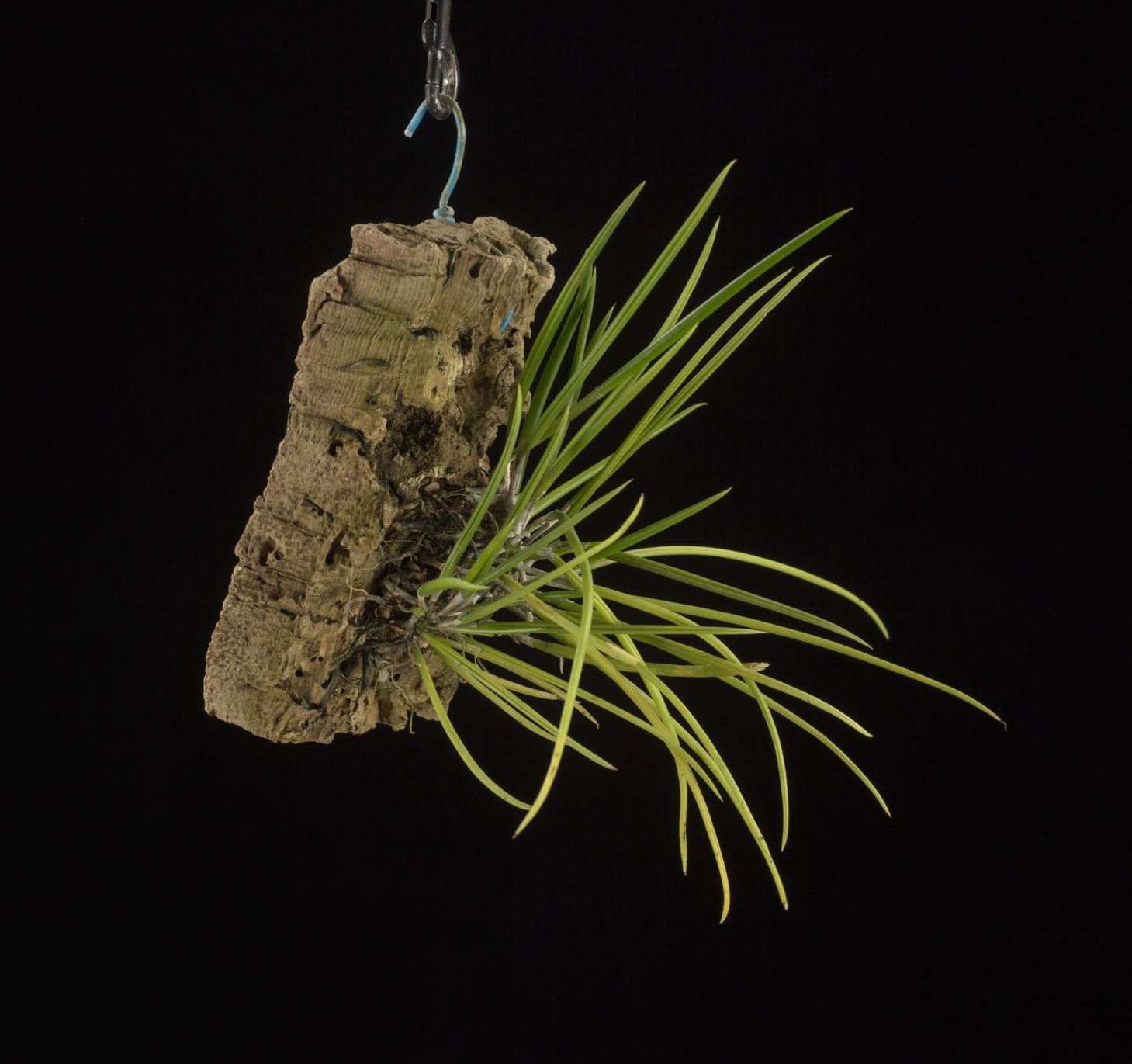 Brassavola tuberculata - Rough Brassavola, The Revolute Epidendrum ...