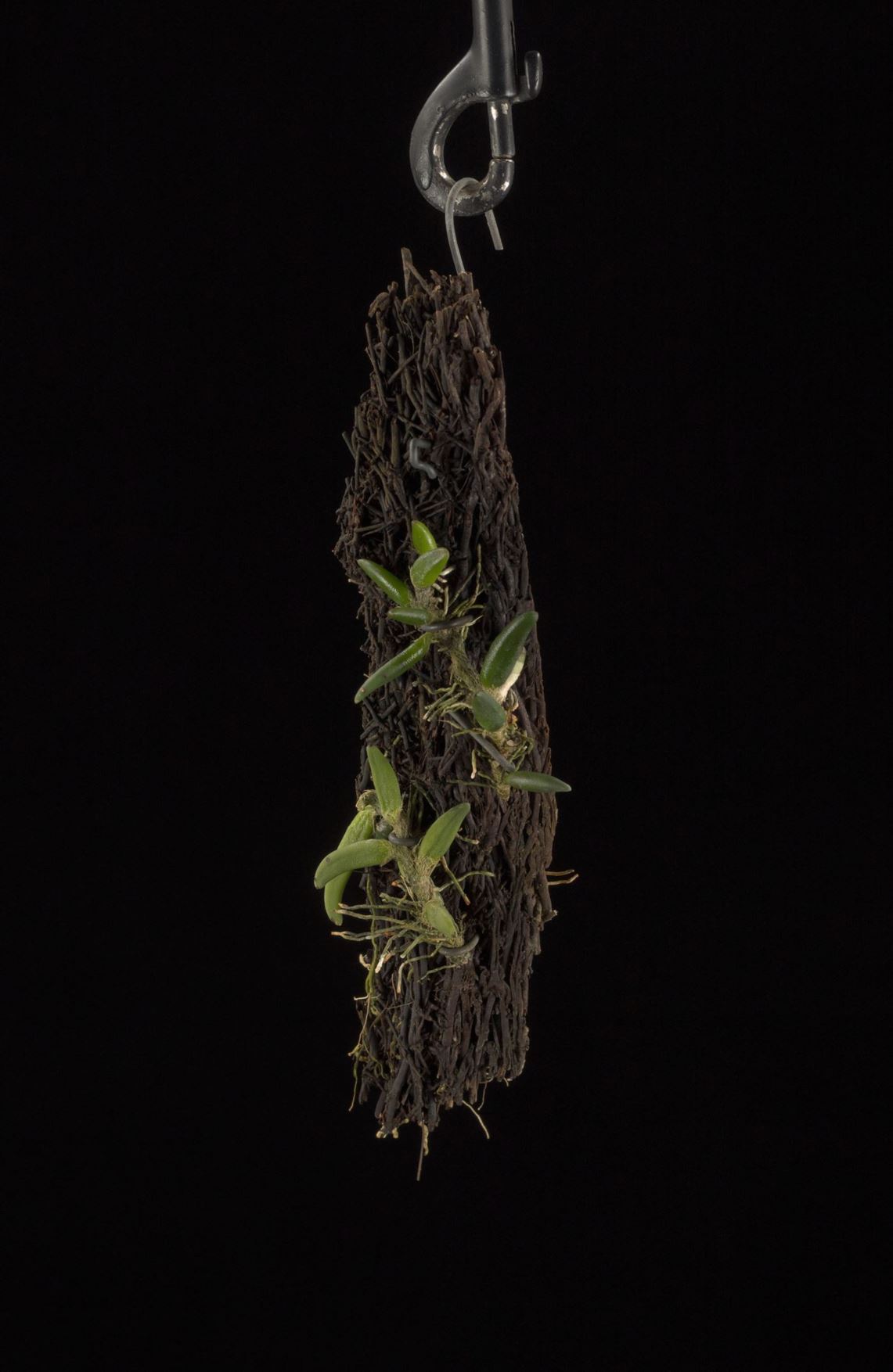 Lockhartia amoena - The Beautiful Lockhartia | Smithsonian Gardens