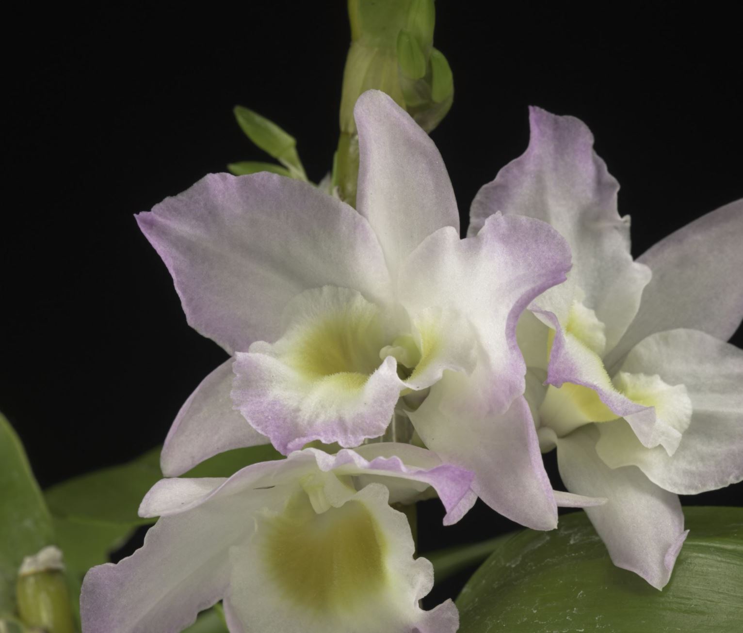 Dendrobium Fancy Angel 'Lycee' - Dendrobium clonal hybrid | Smithsonian ...