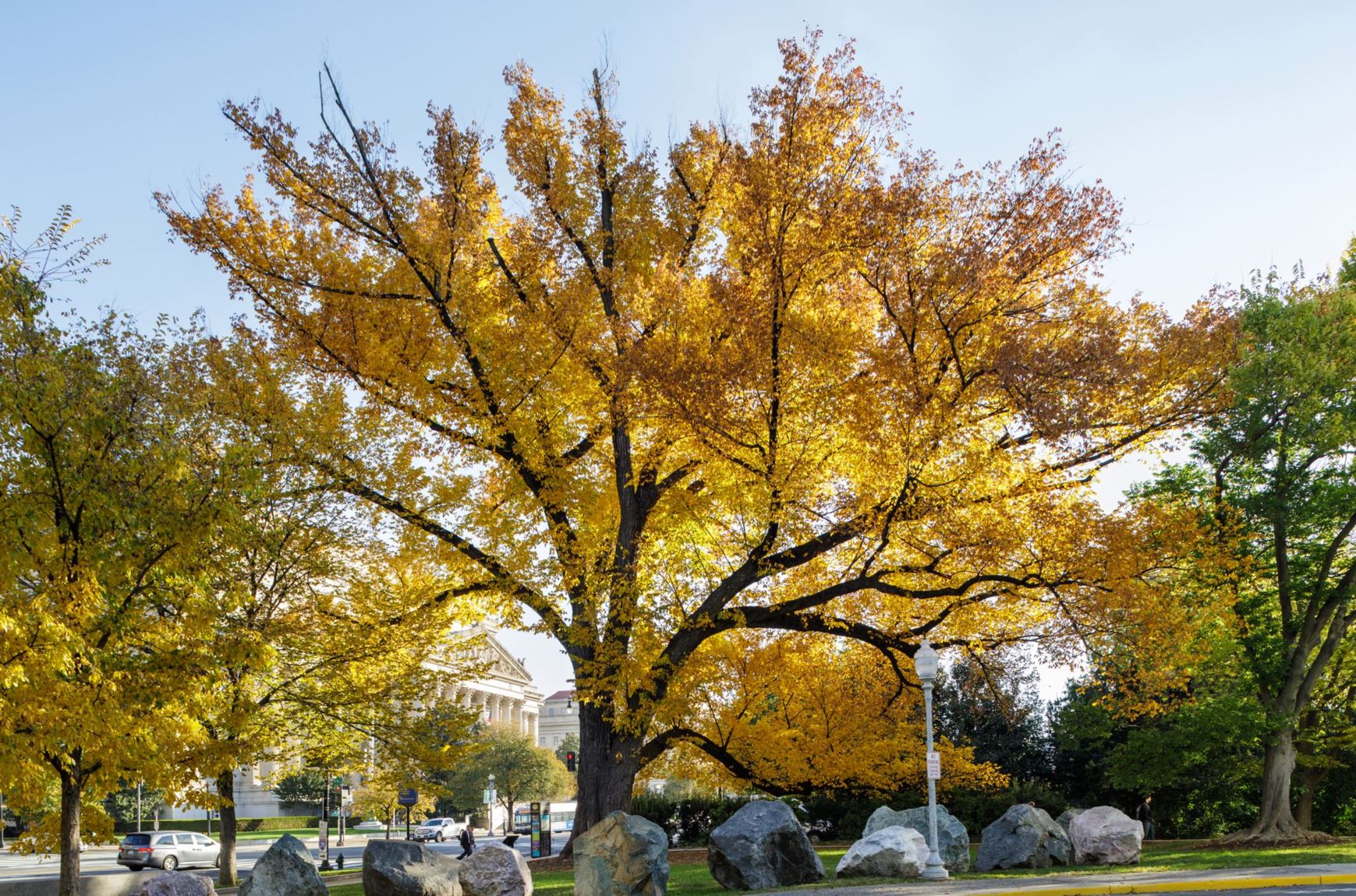Ulmus americana - American Elm, White Elm | Smithsonian Gardens