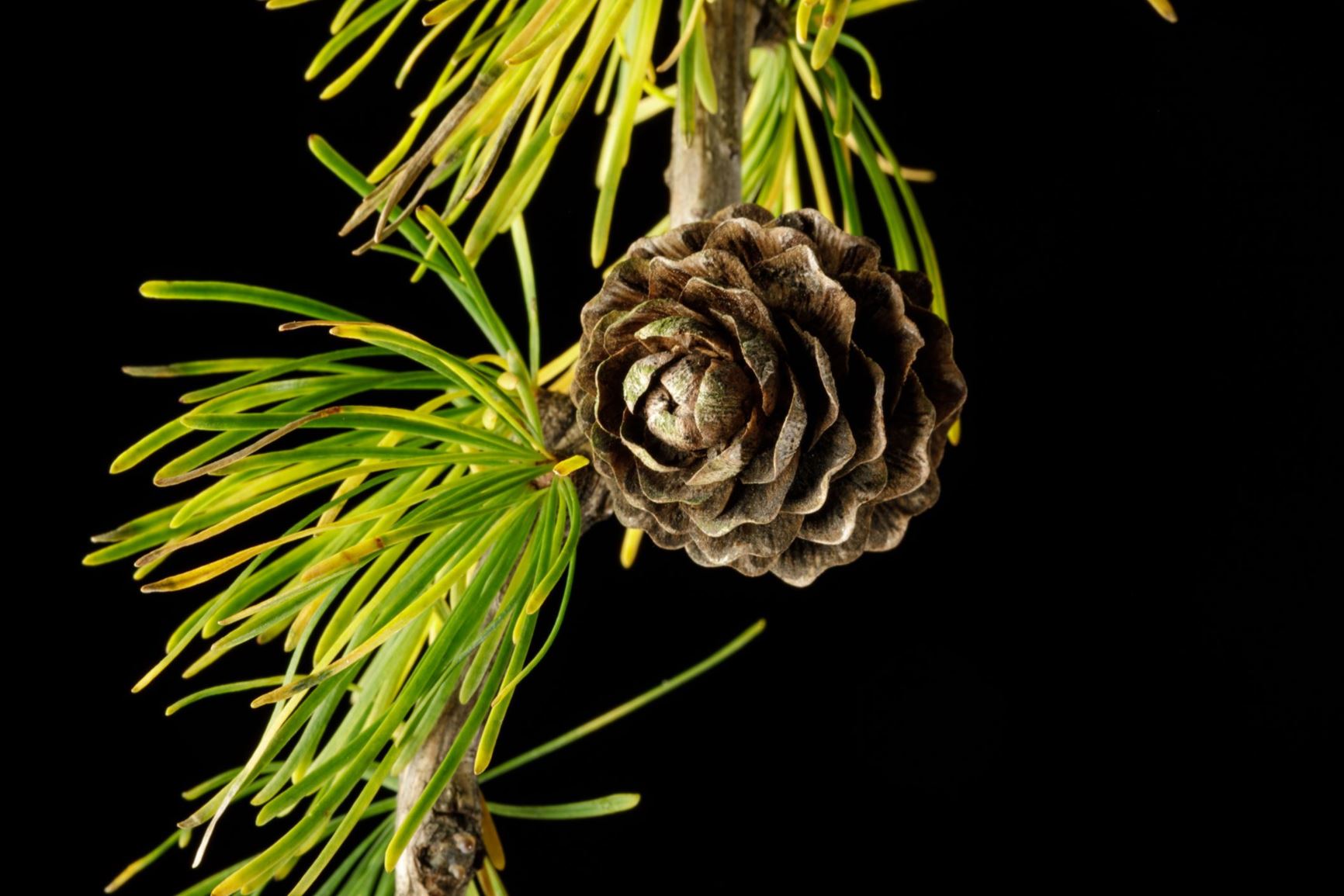 Larix decidua 'Horstmann's Recurved' - European larch 'Horstmann's ...
