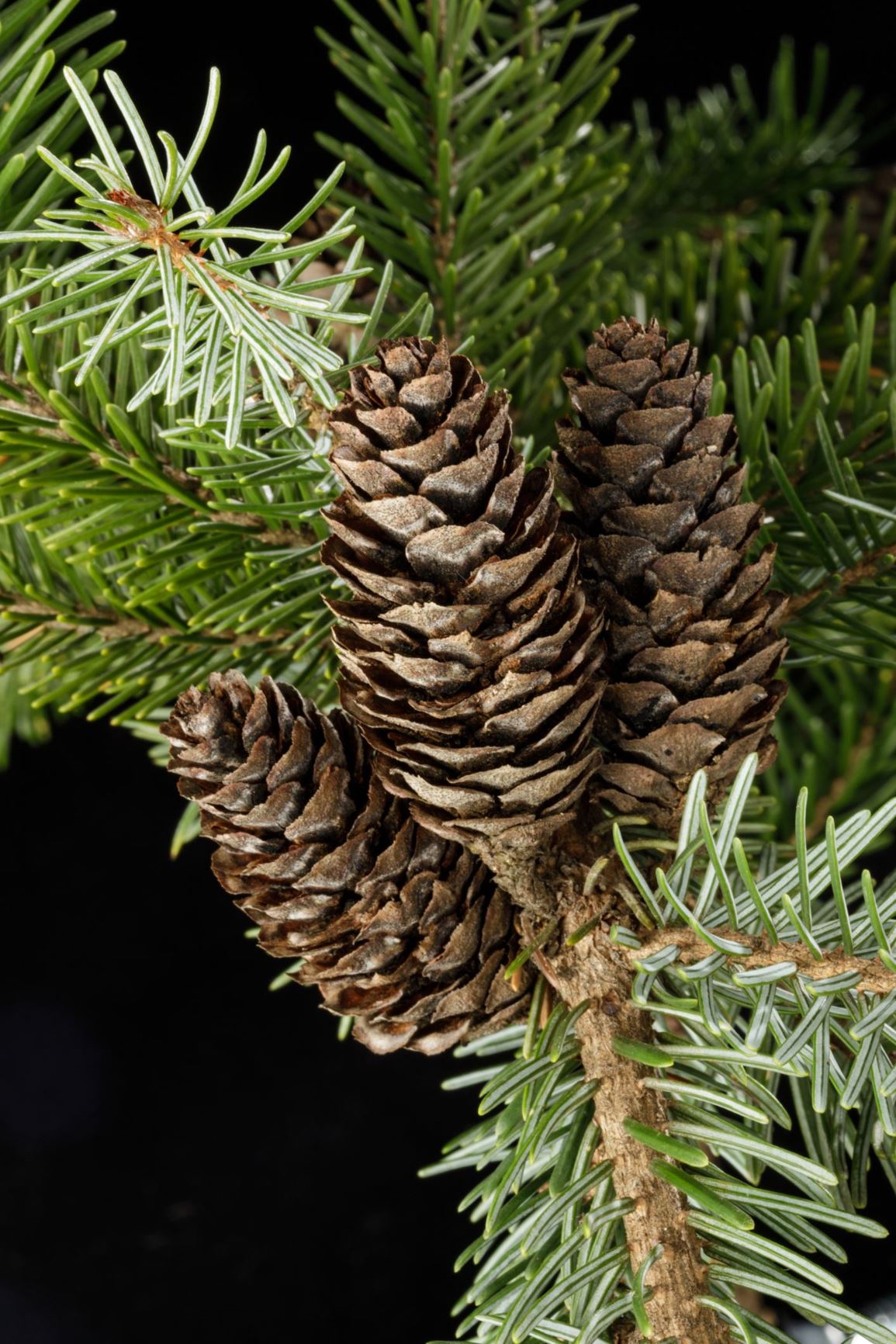 Picea omorika - Serbian Spruce | Smithsonian Gardens