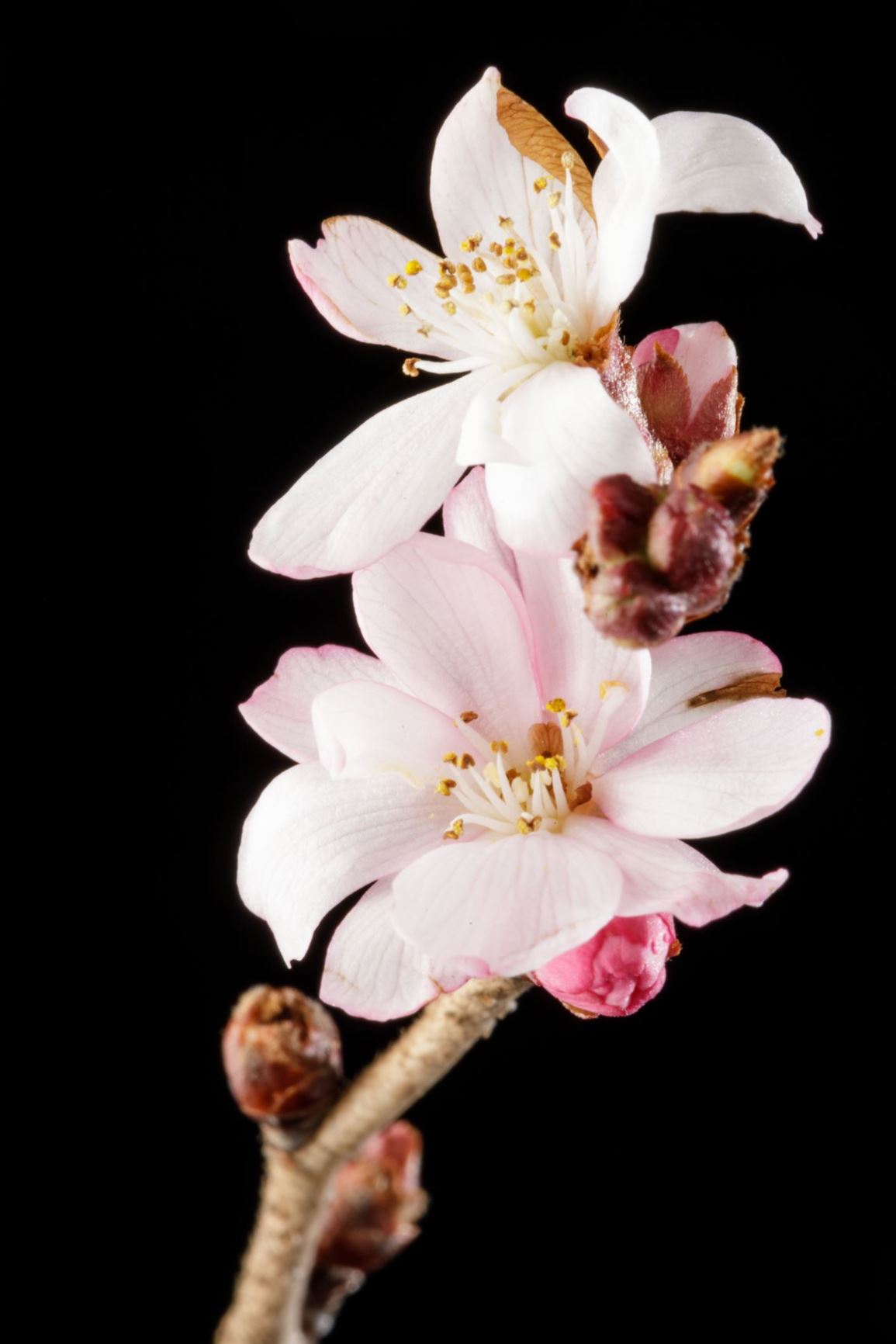 Prunus × subhirtella 'Autumnalis' - Autumn Cherry, Higan Cherry ...