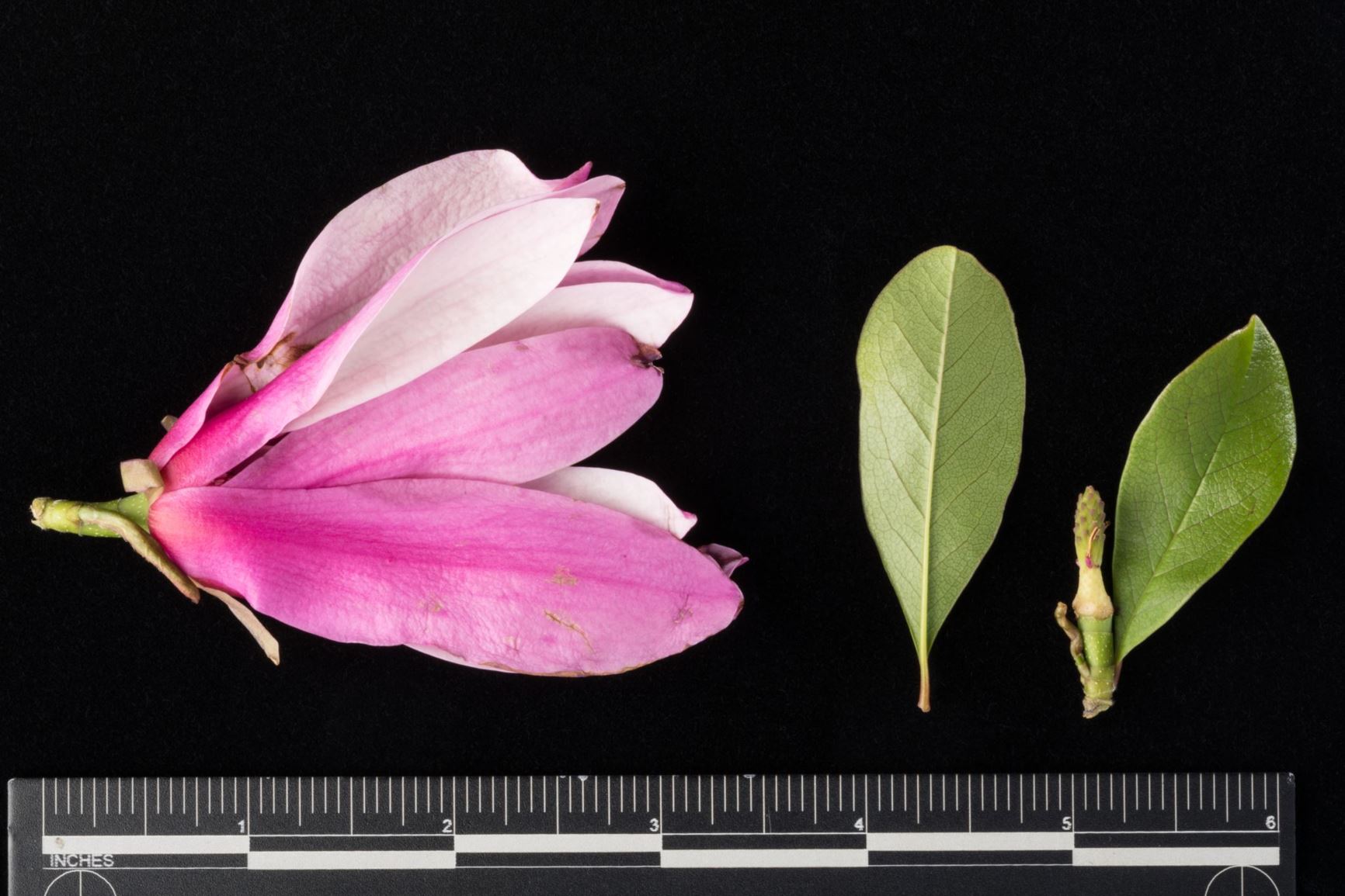 Magnolia sp. | Smithsonian Gardens