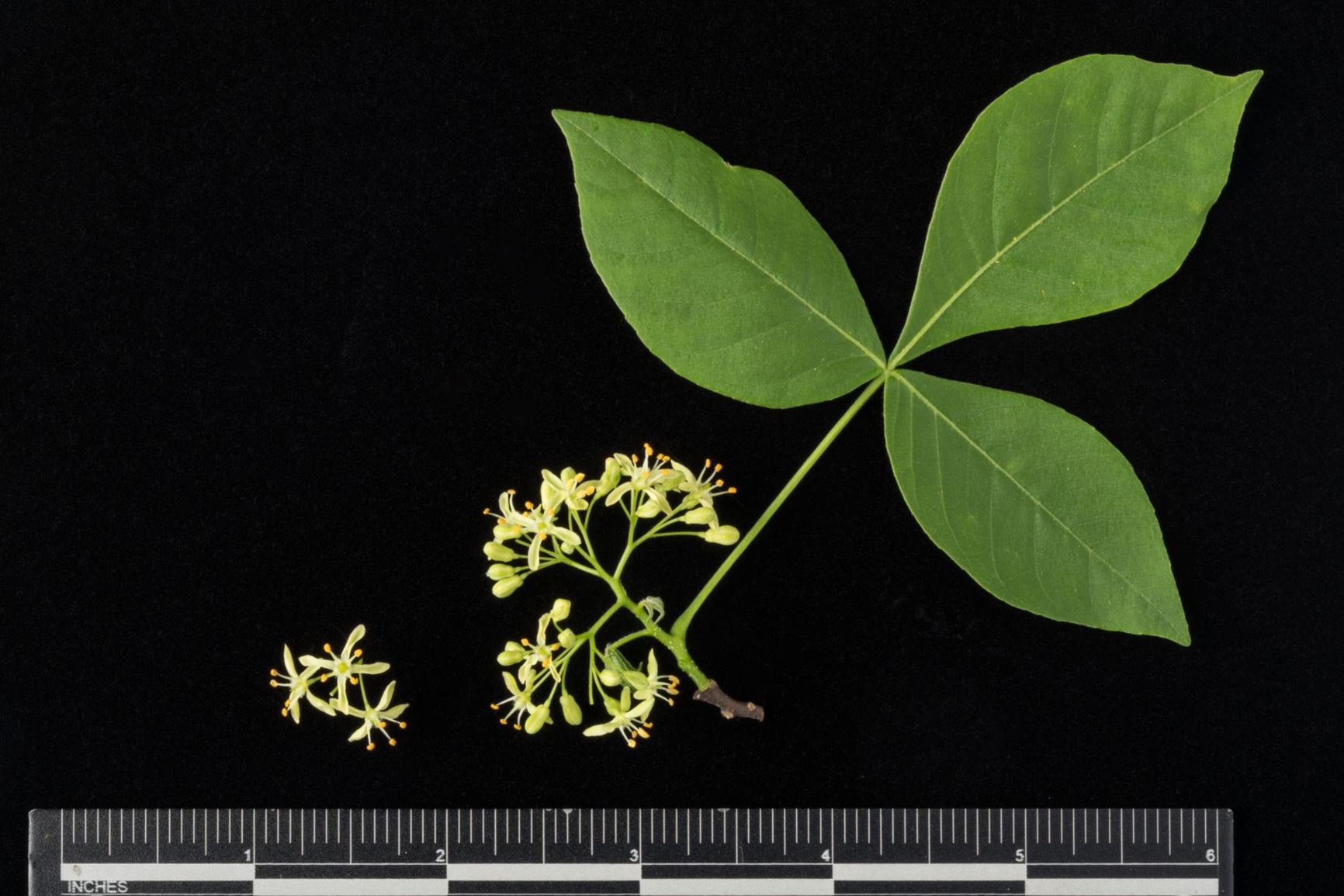 Ptelea trifoliata - Common Hoptree, Hop Tree, Shrub Trefoil, Wafer-Ash ...