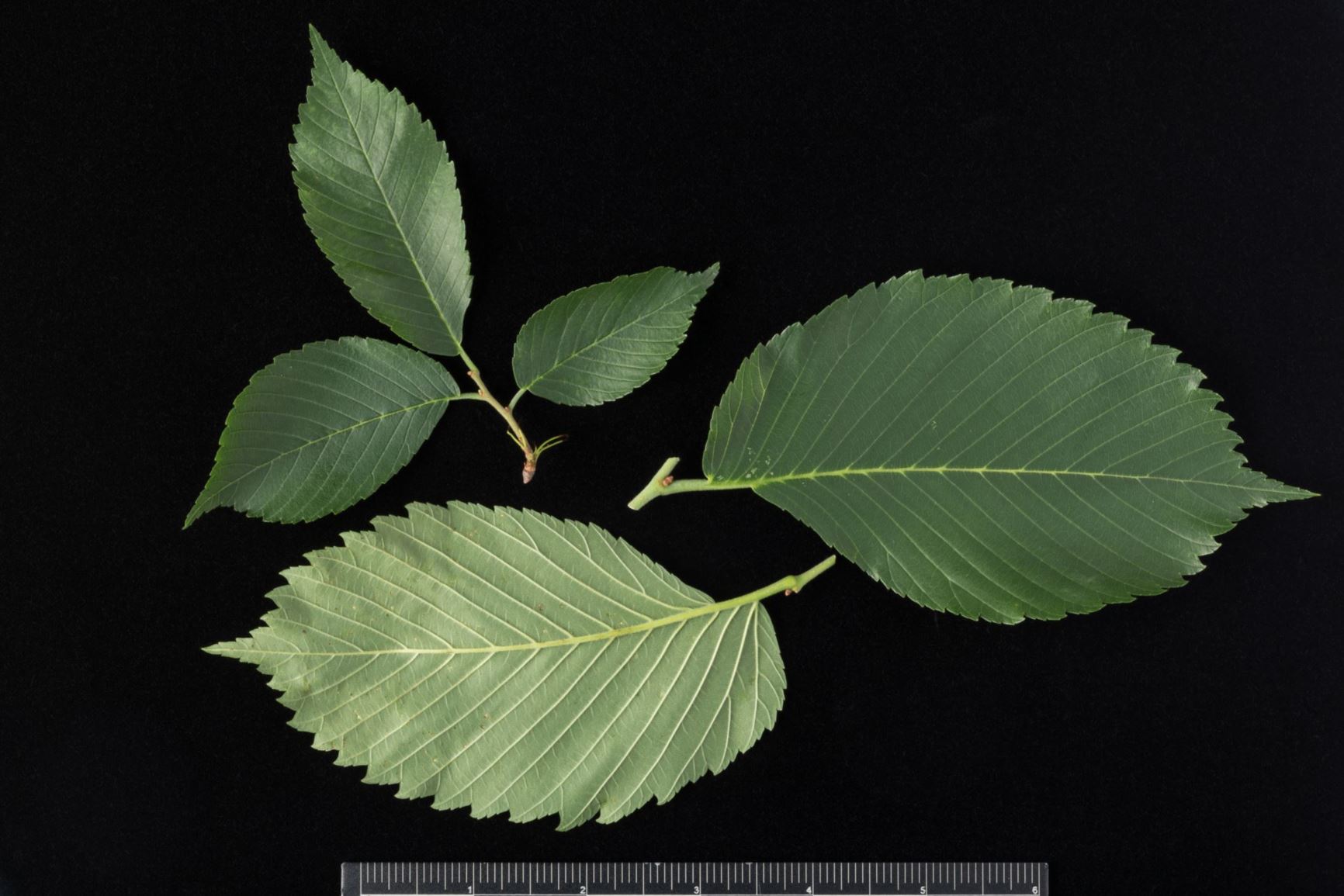 Ulmus americana 'Jefferson' - American Elm cultivar | Smithsonian Gardens