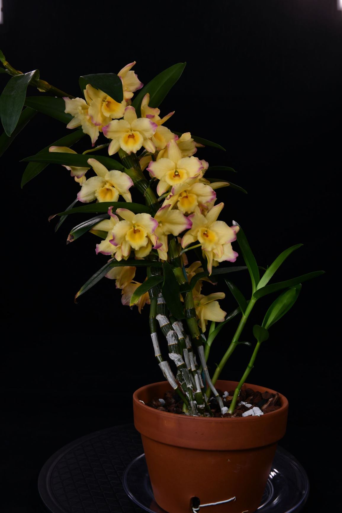 Dendrobium Fairy Moon 'Sweetie' - Dendrobium clonal hybrid ...