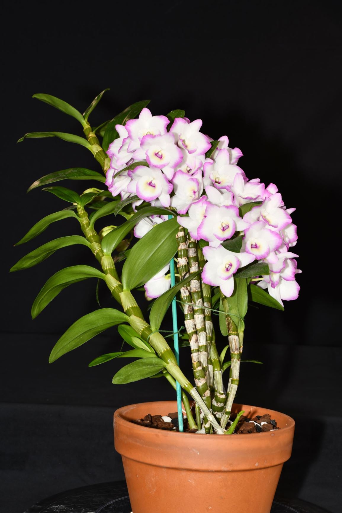 Dendrobium My Sweet 'Wink' - Dendrobium clonal hybrid | Smithsonian Gardens