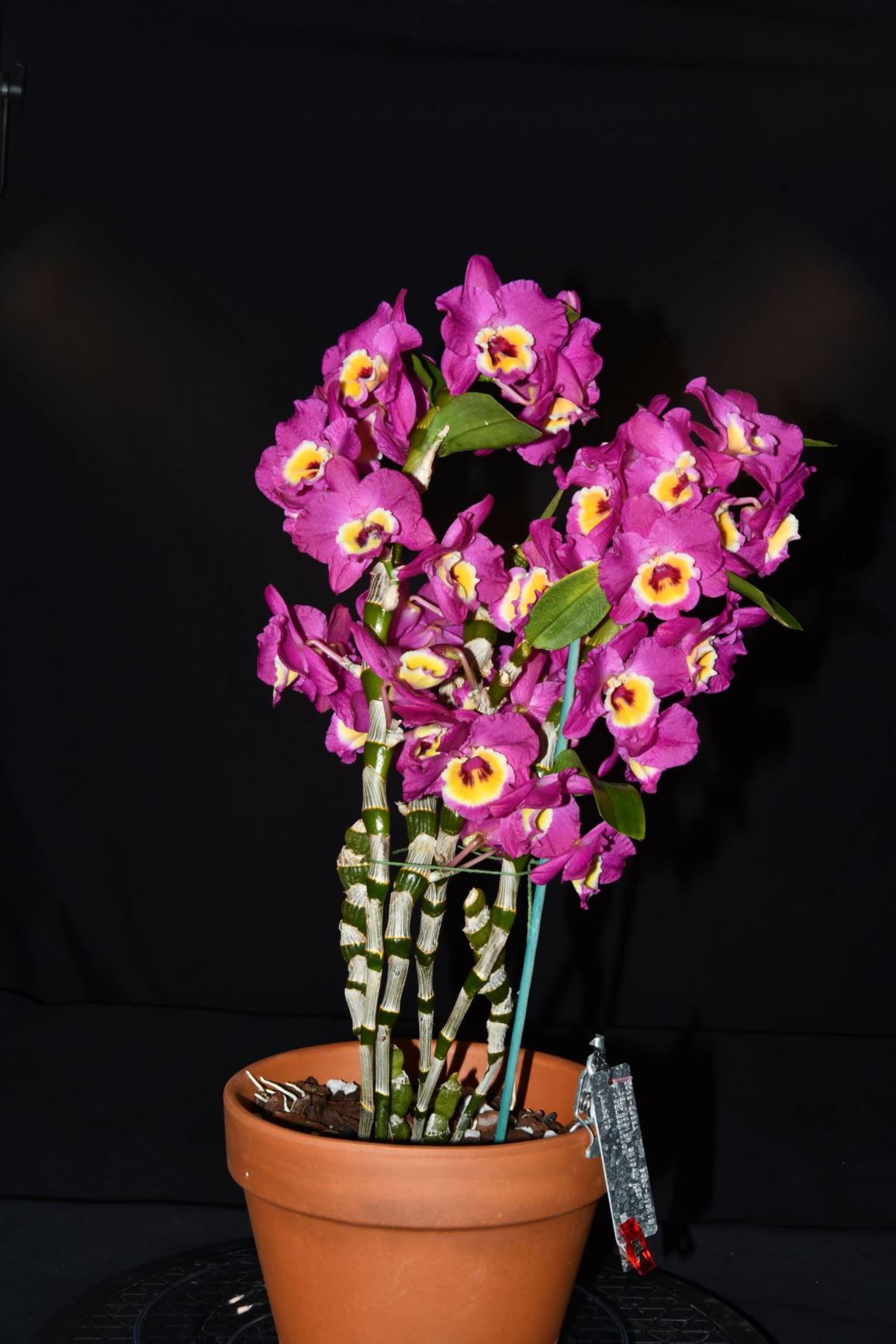 Dendrobium Bridal Red 'Celebration' - Dendrobium clonal hybrid ...