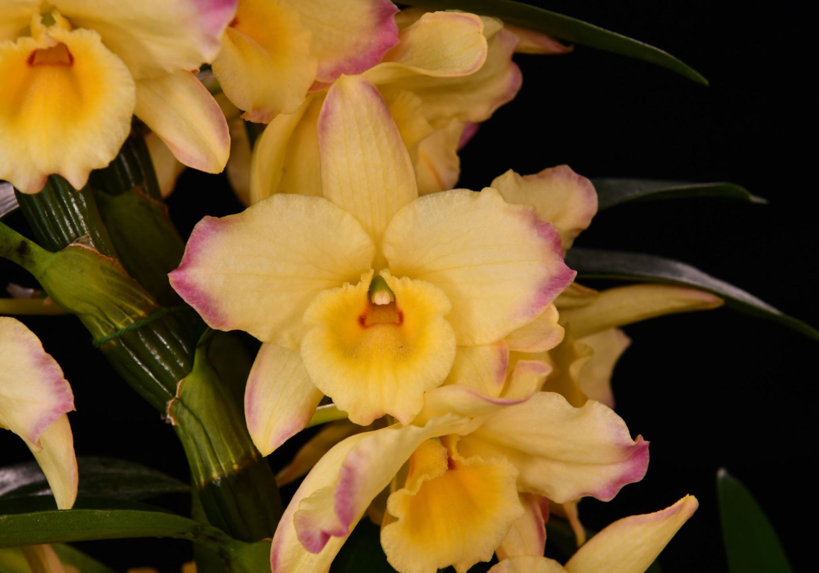 Dendrobium Fairy Moon 'Sweetie' - Dendrobium clonal hybrid ...