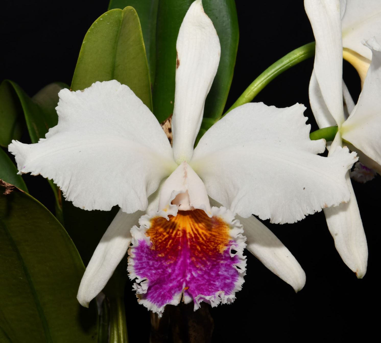 Cattleya Lady Bird Johnson - Cattleya hybrid, First Lady Orchid ...