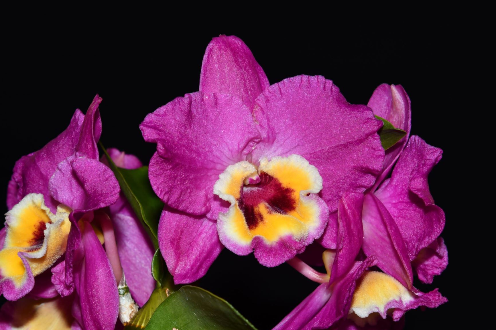 Dendrobium Bridal Red 'Celebration' - Dendrobium clonal hybrid ...