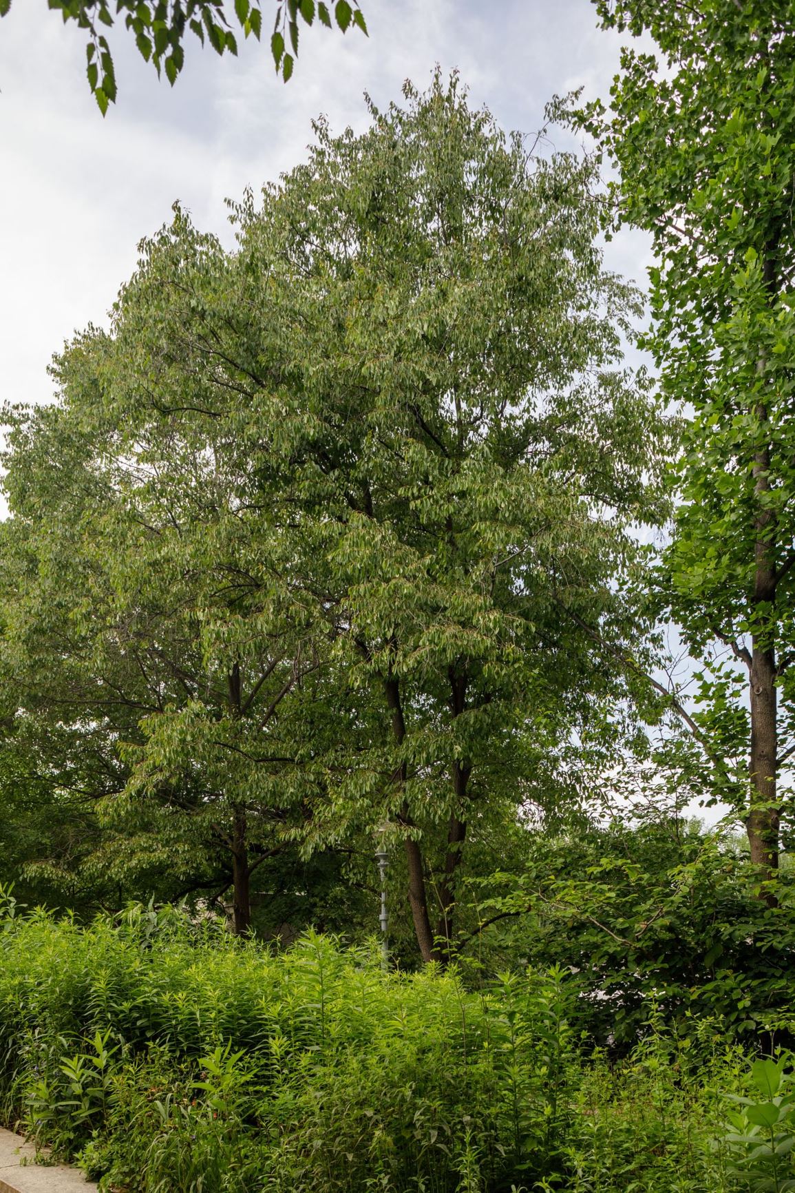 Diospyros virginiana - persimmon, American date plum, American ...