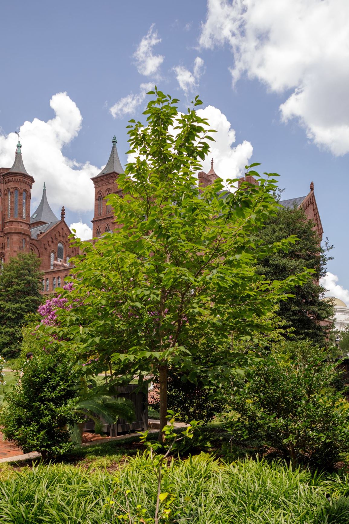 Halesia monticola var. vestita - Carolina Silverbell, Mountain ...