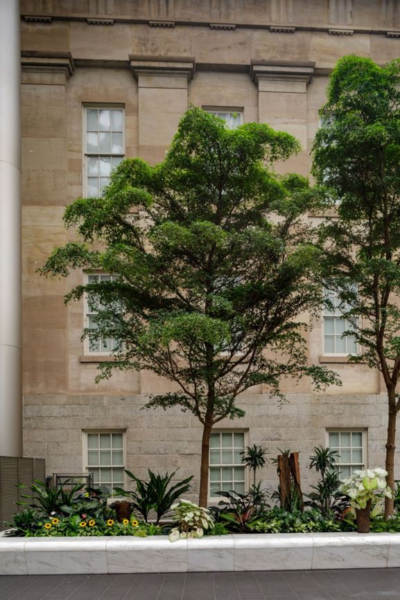 Bucida buceras 'Shady Lady' - Shady Lady Black Olive | Smithsonian Gardens