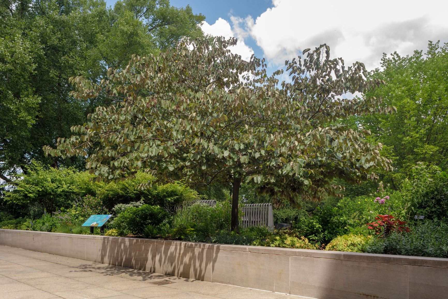 Cercis canadensis 'Forest Pansy' - Forest Pansy Eastern Redbud ...