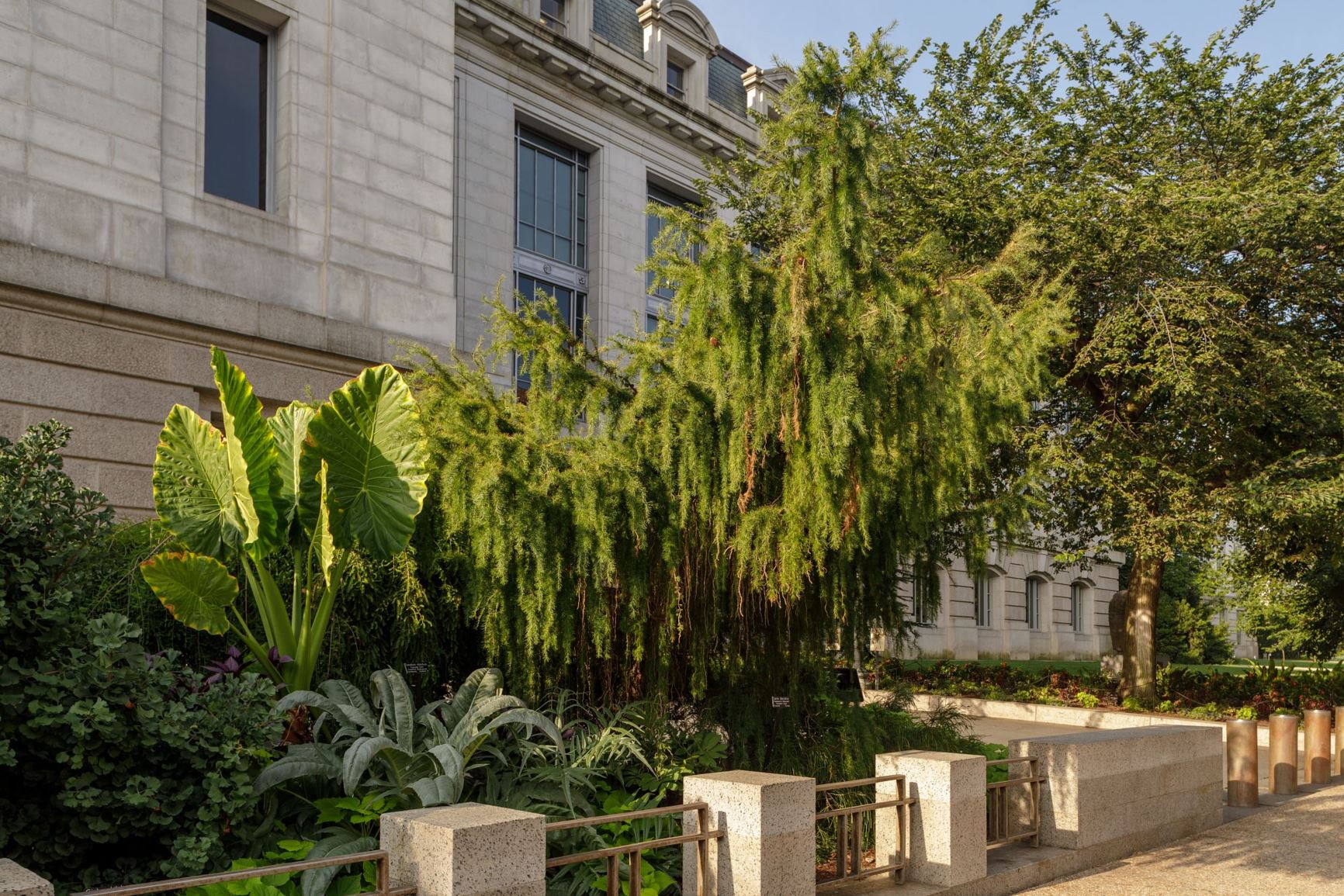 Larix decidua 'Horstmann's Recurved' - European larch 'Horstmann's ...