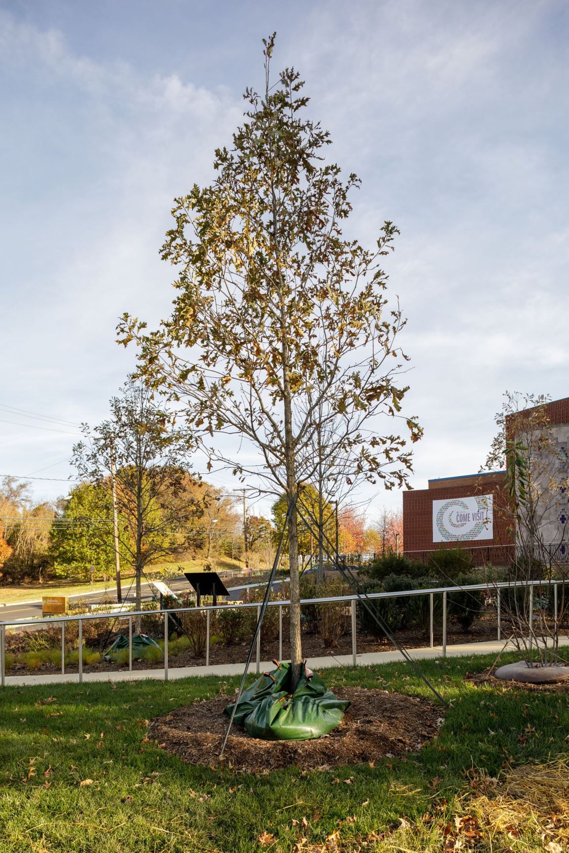 Quercus lyrata 'QLFTB' HIGHBEAM - Overcup oak cultivar | Smithsonian ...