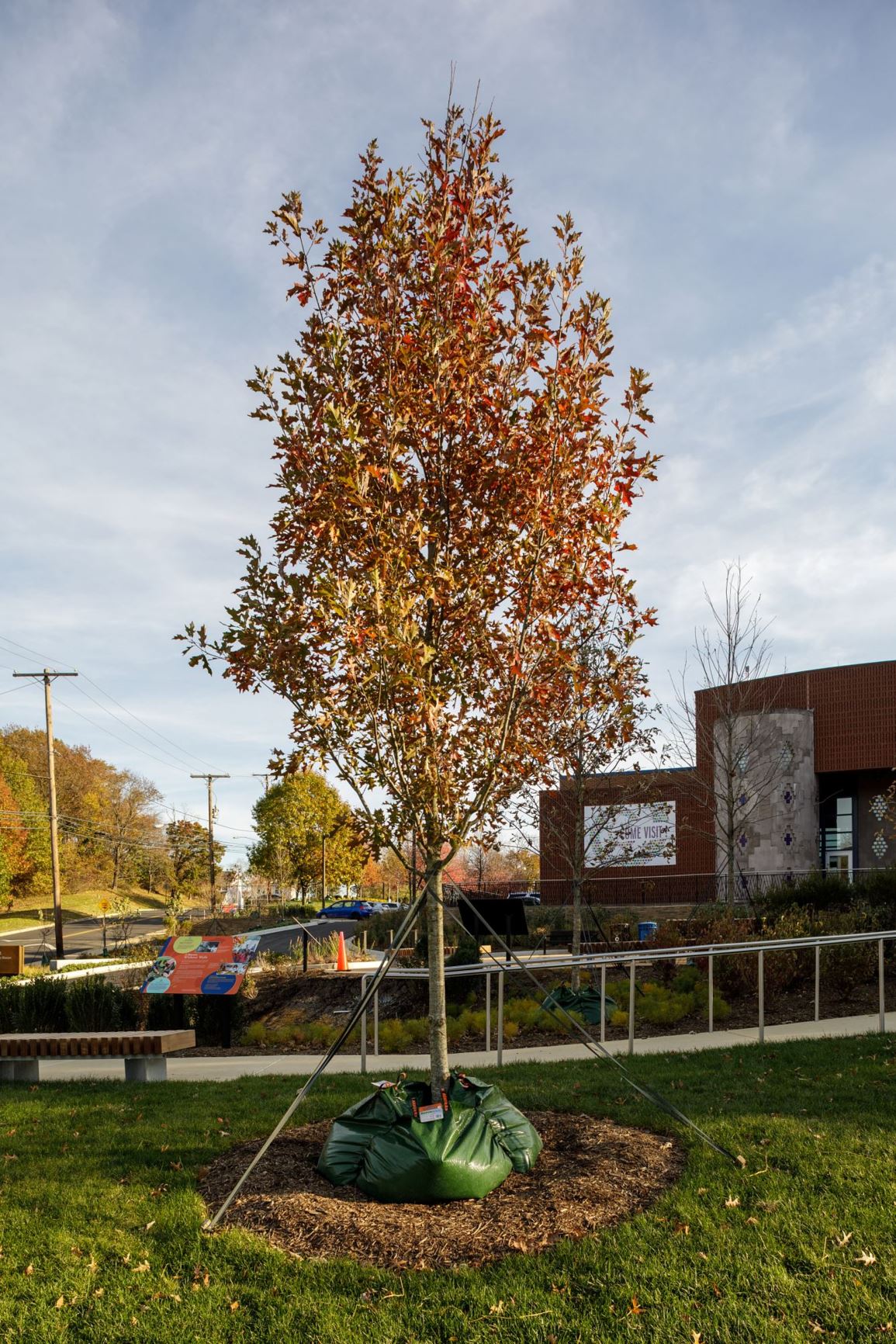 Quercus shumardii 'QSSTH' PROMINENCE - Shumard Oak cultivar ...