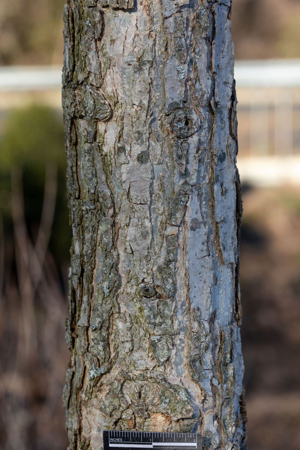 Quercus lyrata 'QLFTB' HIGHBEAM - Overcup oak cultivar | Smithsonian ...