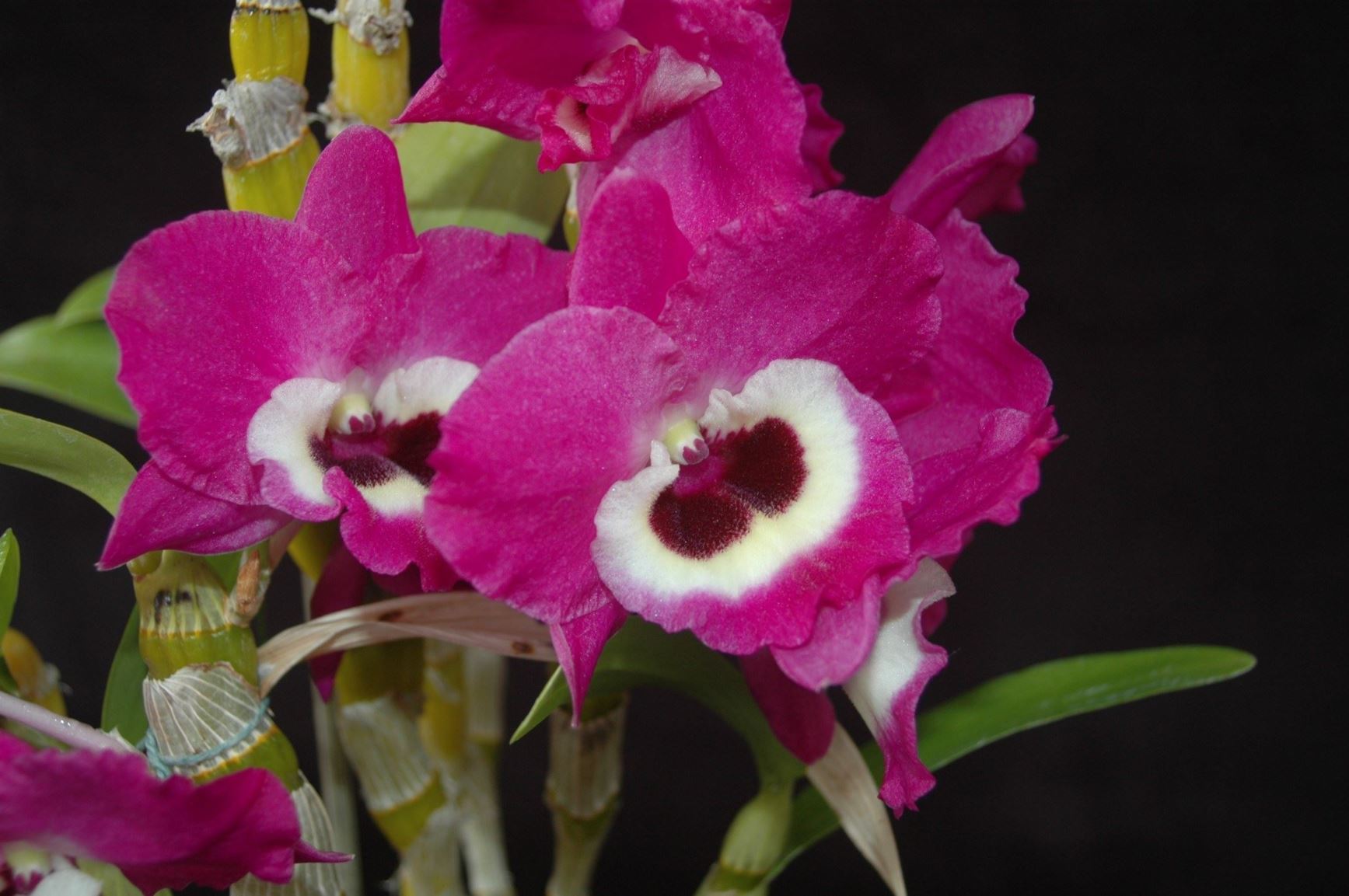 Dendrobium Star Glory 'Noriko' - Dendrobium clonal hybrid | Smithsonian ...