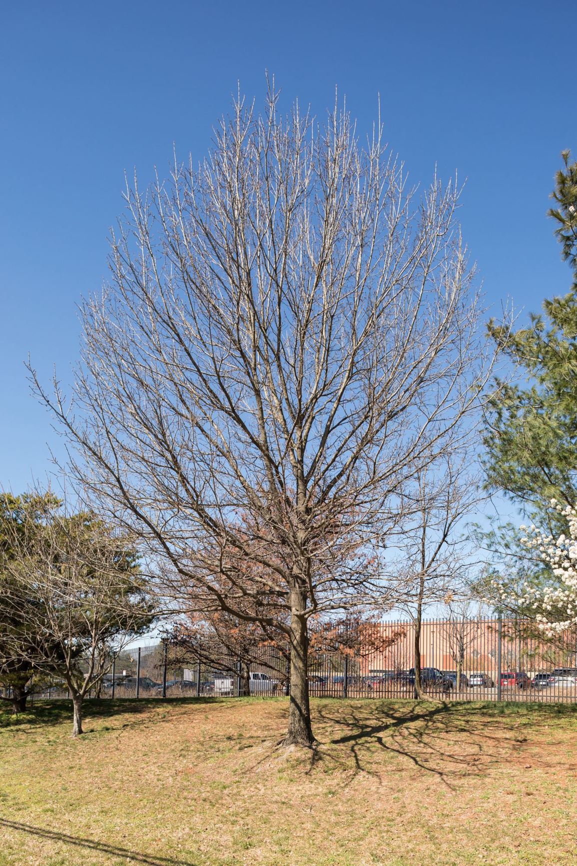 Quercus shumardii - Shumard Oak | Smithsonian Gardens