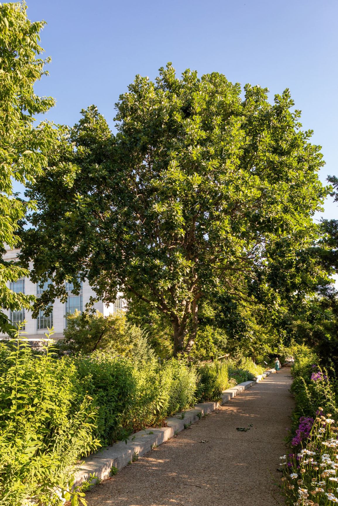 Quercus Bicolor Swamp White Oak Smithsonian Gardens Quercus Bicolor Swamp White Oak Smithsonian Gardens