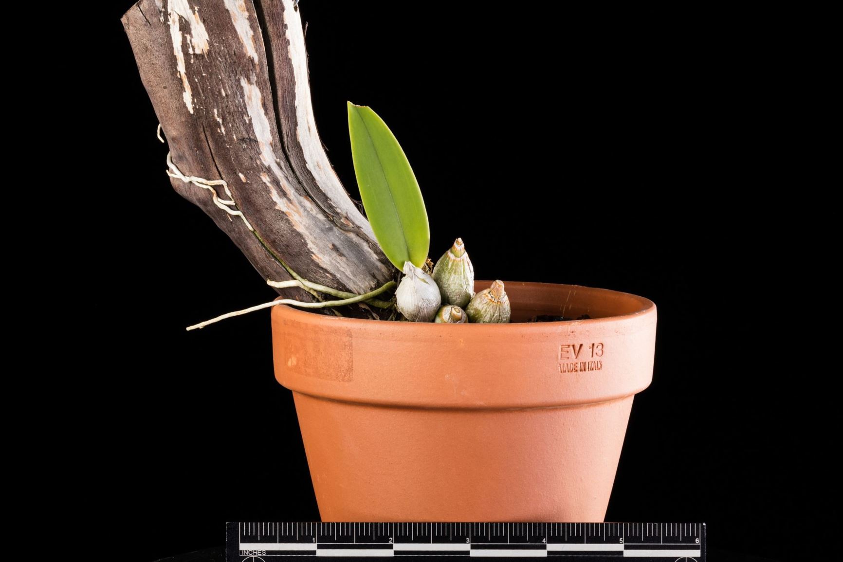 Laelia speciosa - May-flower Laelia, Showy Laelia, Flor de Mayo, Flor ...