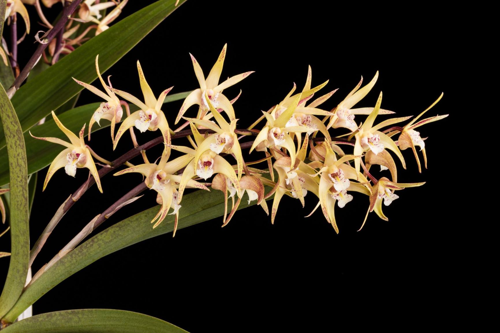 Dendrobium Regal Vista - Dendrobium hybrid | Smithsonian Gardens