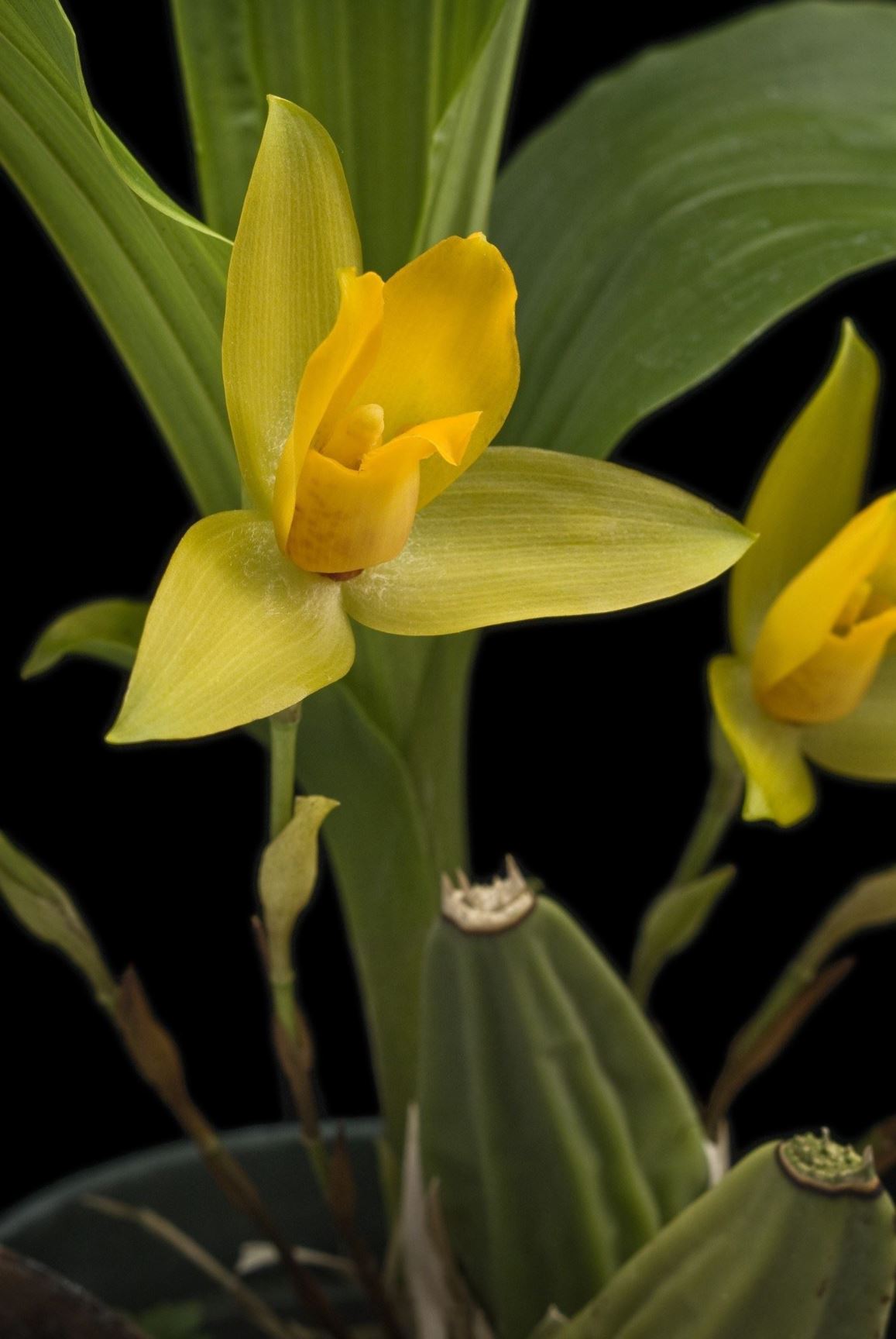 Lycaste cruenta - Canelitas, Blood-Red Inner Lip Lycaste | Smithsonian ...