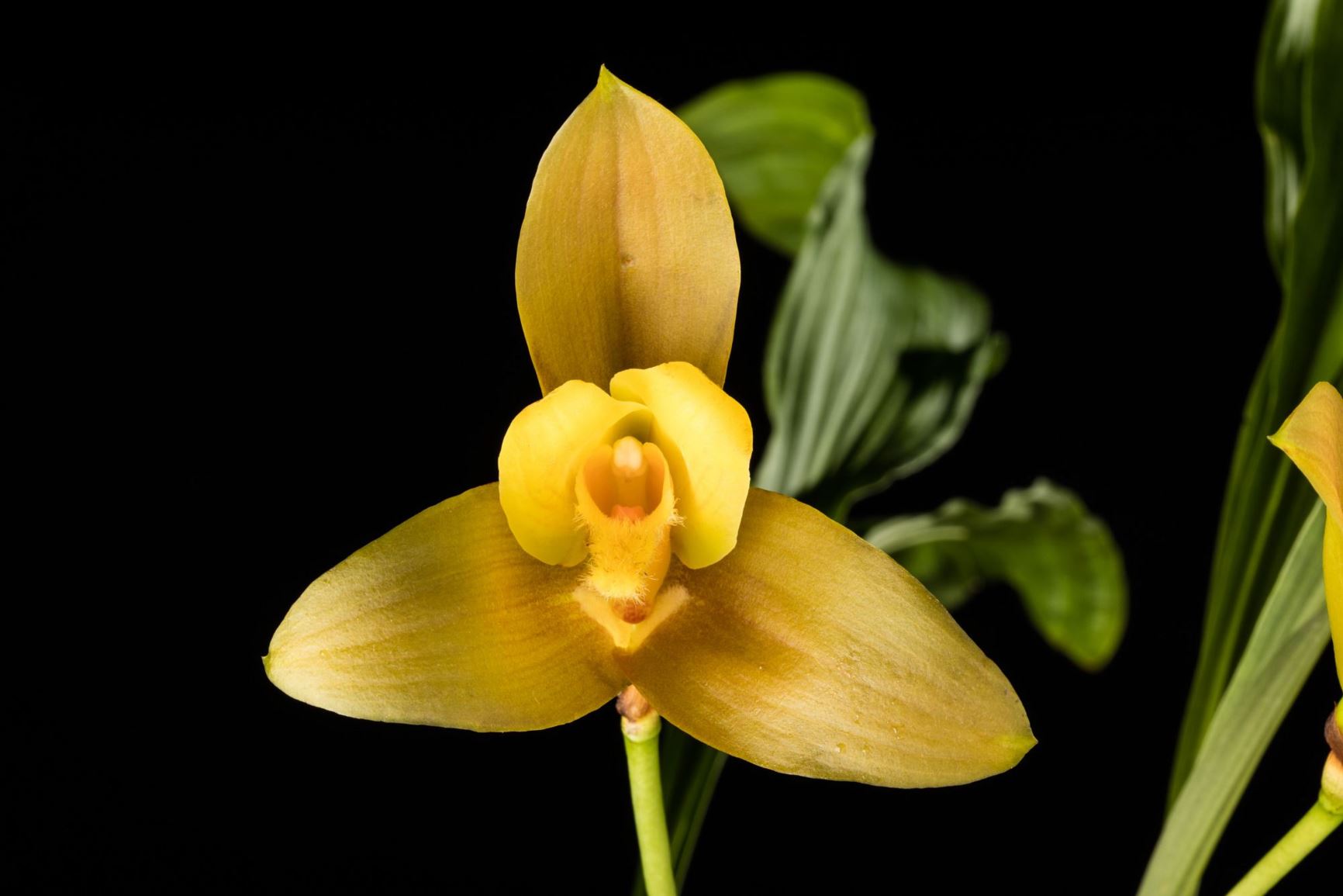 Lycaste lasioglossa - The Shaggy-Lipped Lycaste | Smithsonian Gardens