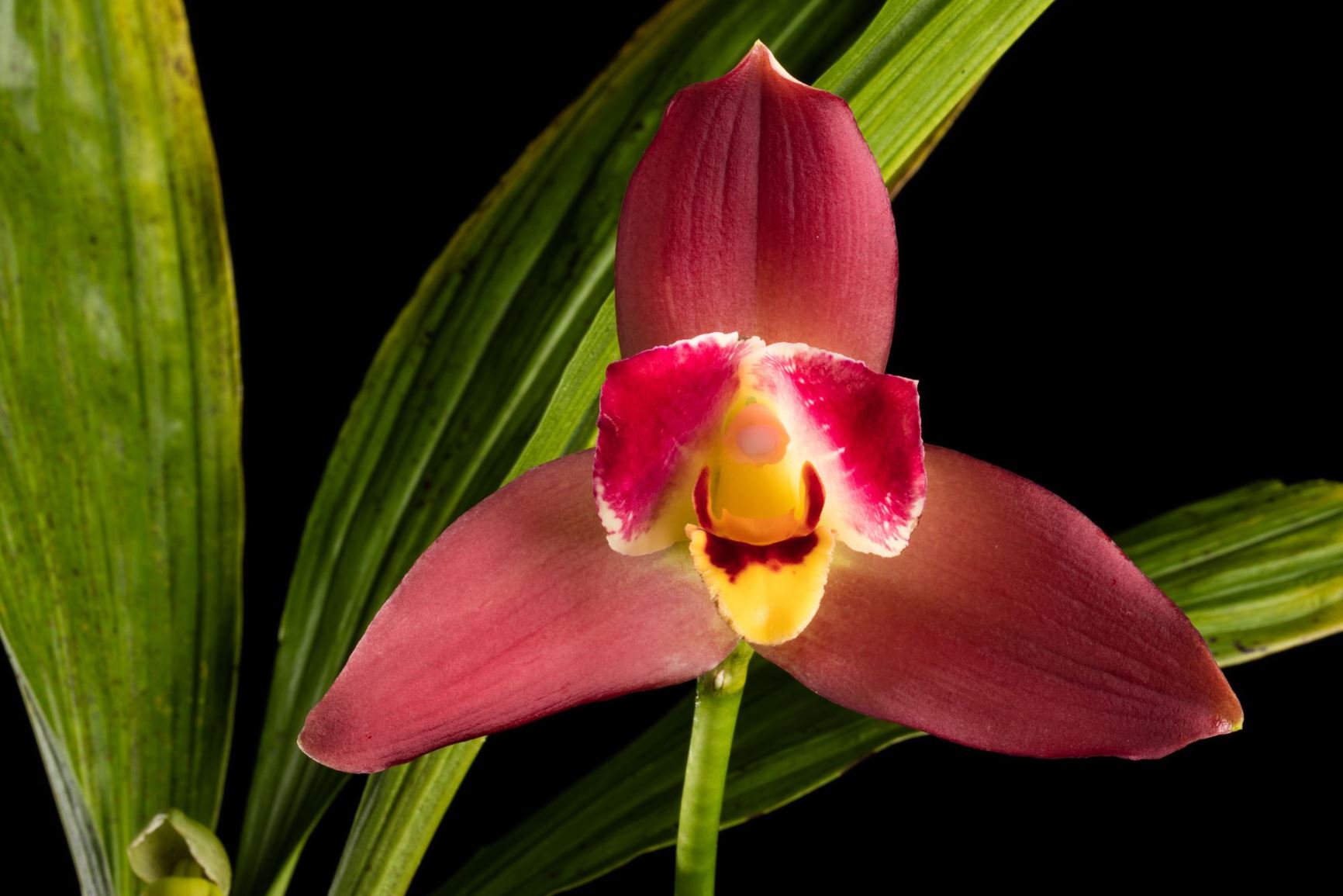 Lysudamuloa Red Jewel 'Sweet Baby' - Lycamerlycaste clonal hybrid ...