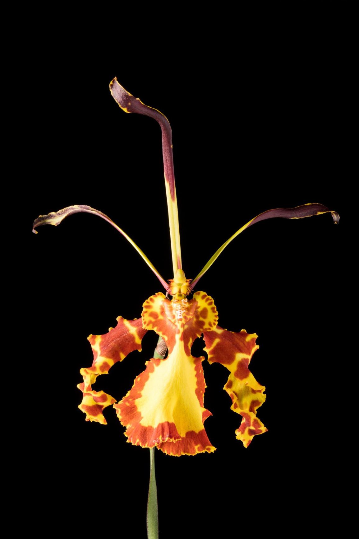 Psychopsis Mendenhall 'Hildos' - Psychopsis clonal hybrid | Smithsonian ...