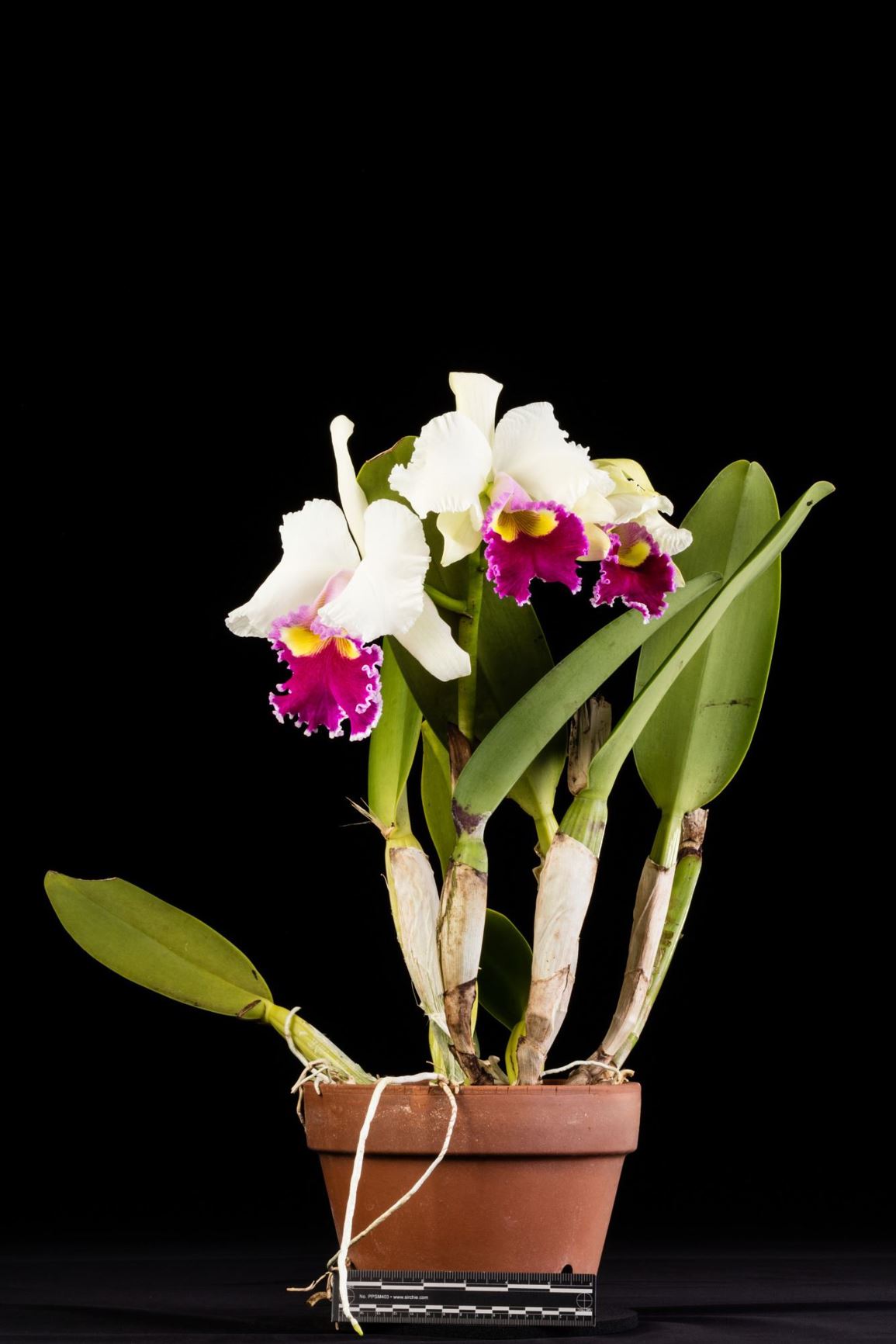 Cattleya Ahmad Sheikhi 'Mendenhall' - Cattleya clonal hybrid ...