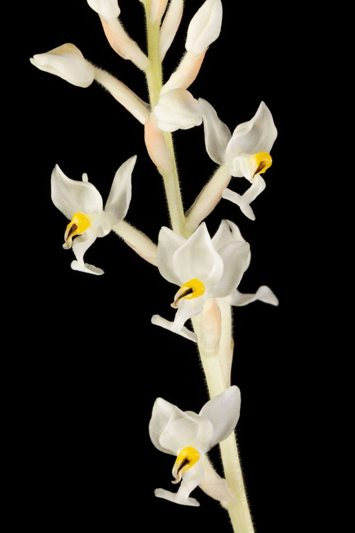 Rhomboda petelottii | Smithsonian Gardens