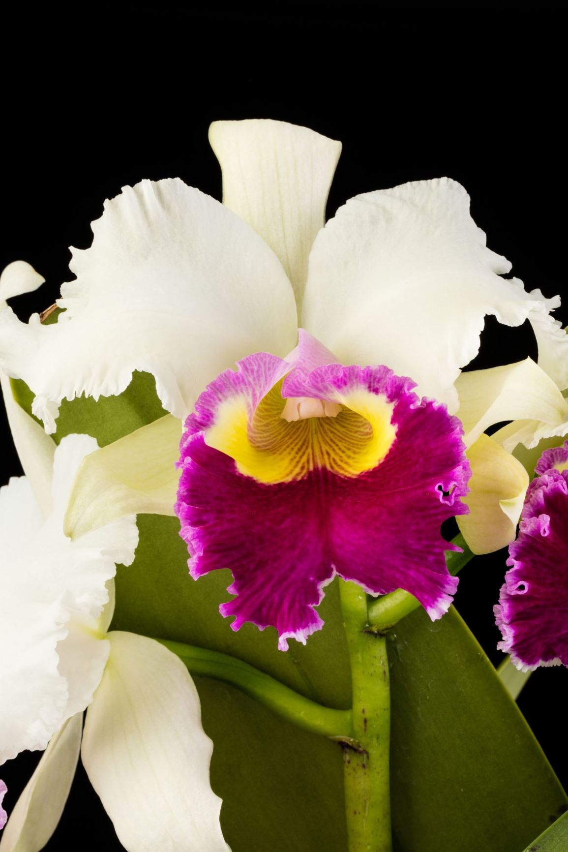 Cattleya Ahmad Sheikhi 'Mendenhall' - Cattleya clonal hybrid ...