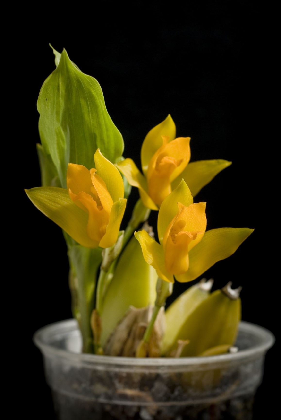 Lycaste aromatica - Cinnamon Orchid, The Sweet Scented Lycaste ...