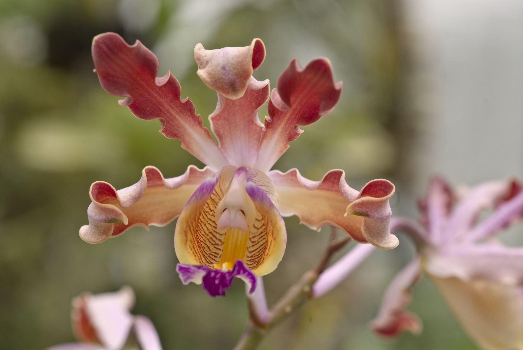 Myrmecophila tibicinis - Ant-Loving Piper, Flute Player's Schomburgkia ...